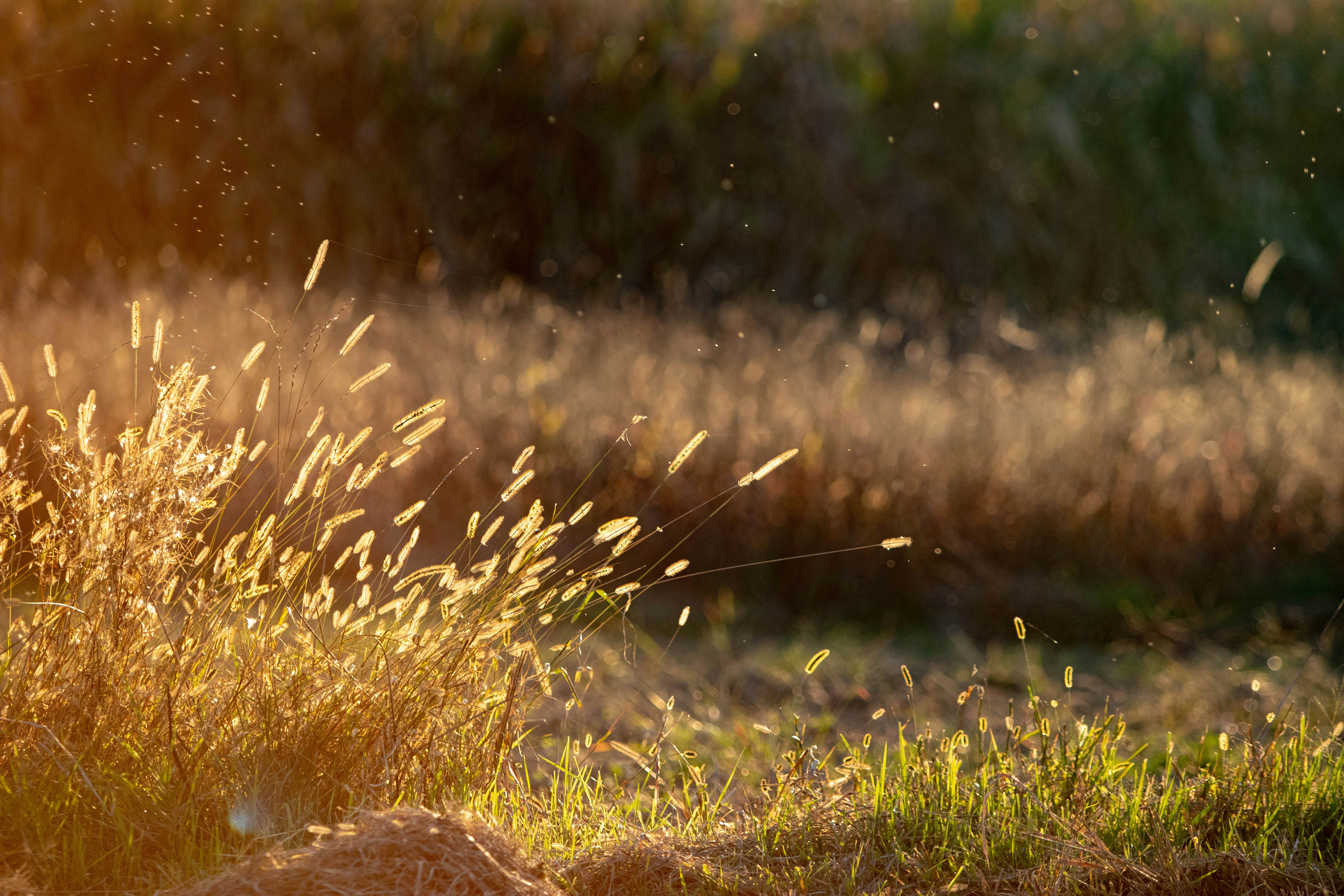 Sunlit grass and seedheads in a warm late-afternoon field