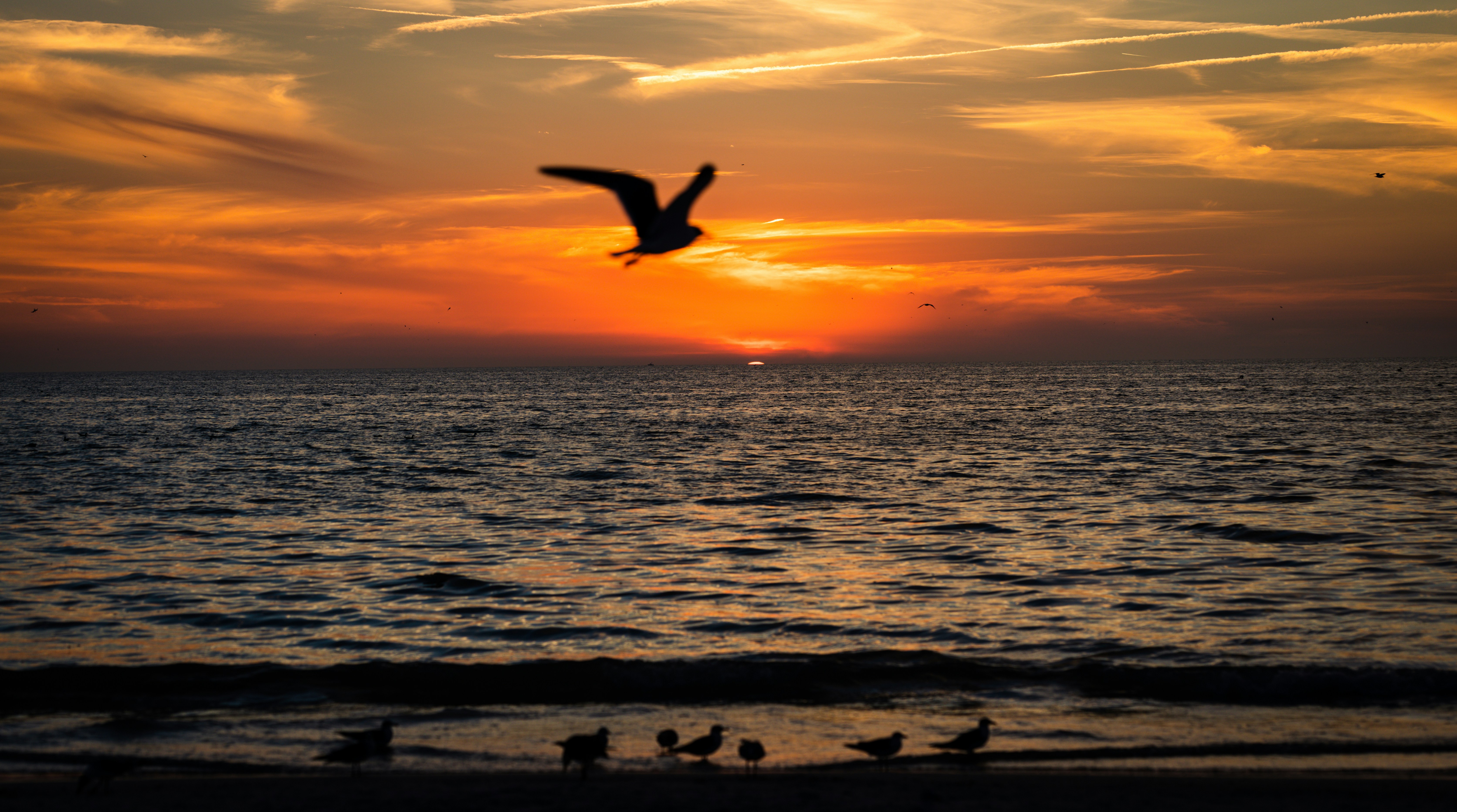 Silhouetted seagull soaring against a vibrant sunset over the ocean, with other birds gathered on the shore.