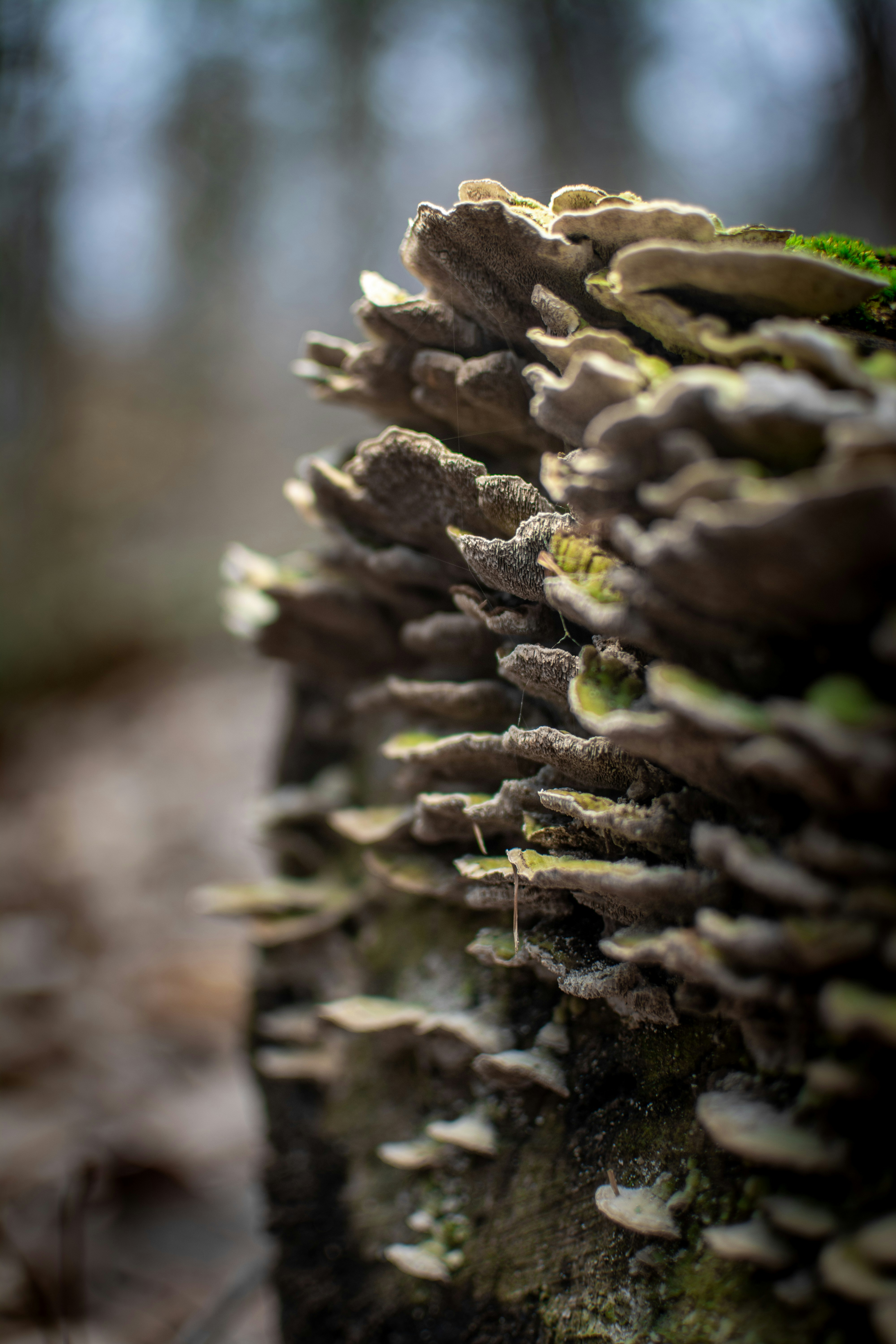 Whorled Quiet: Close-Up of Bracket Fungi Clinging to a Mossy Log