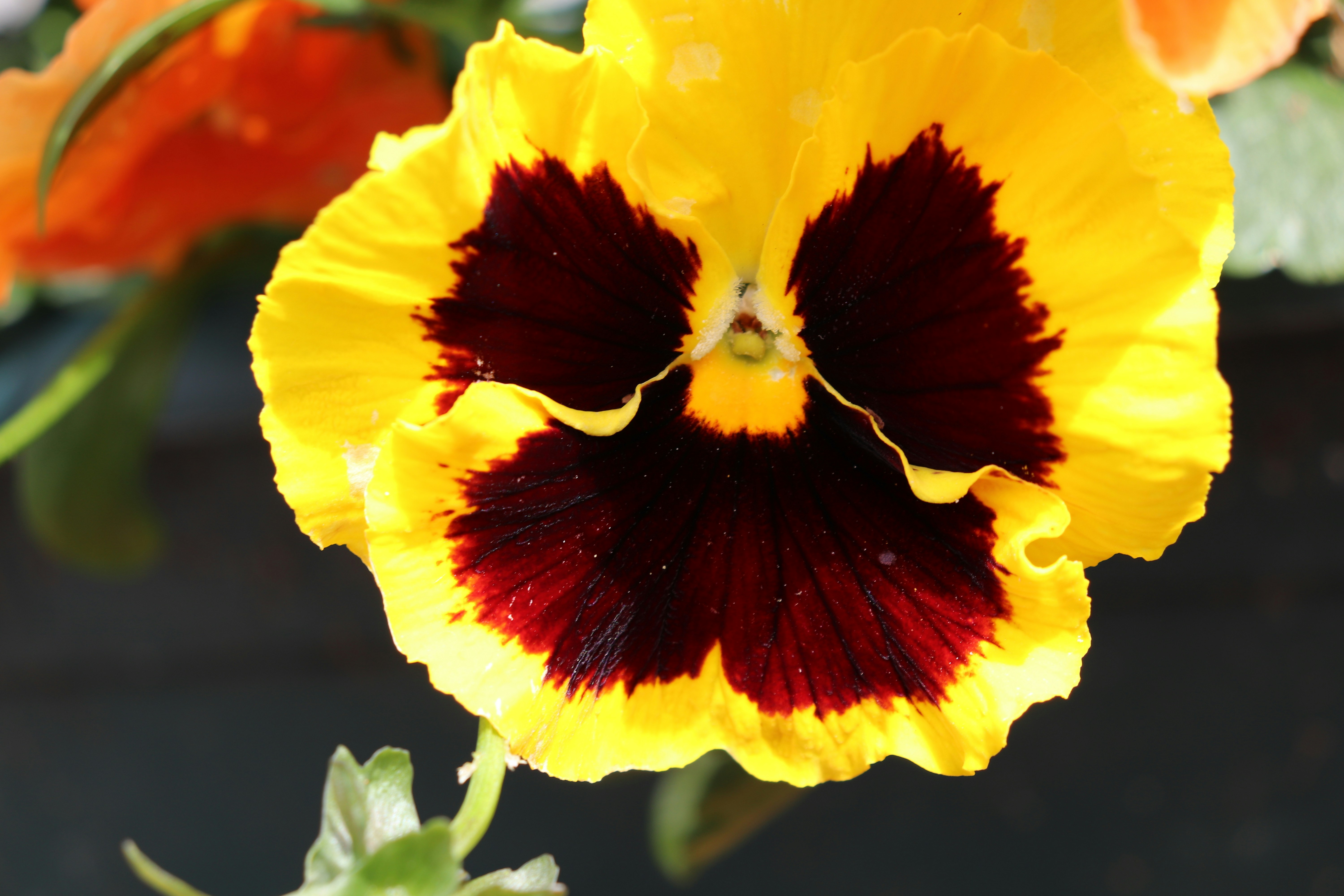 Sunlit Ginkgo Bloom: Bold Yellow Petals with Dark Center