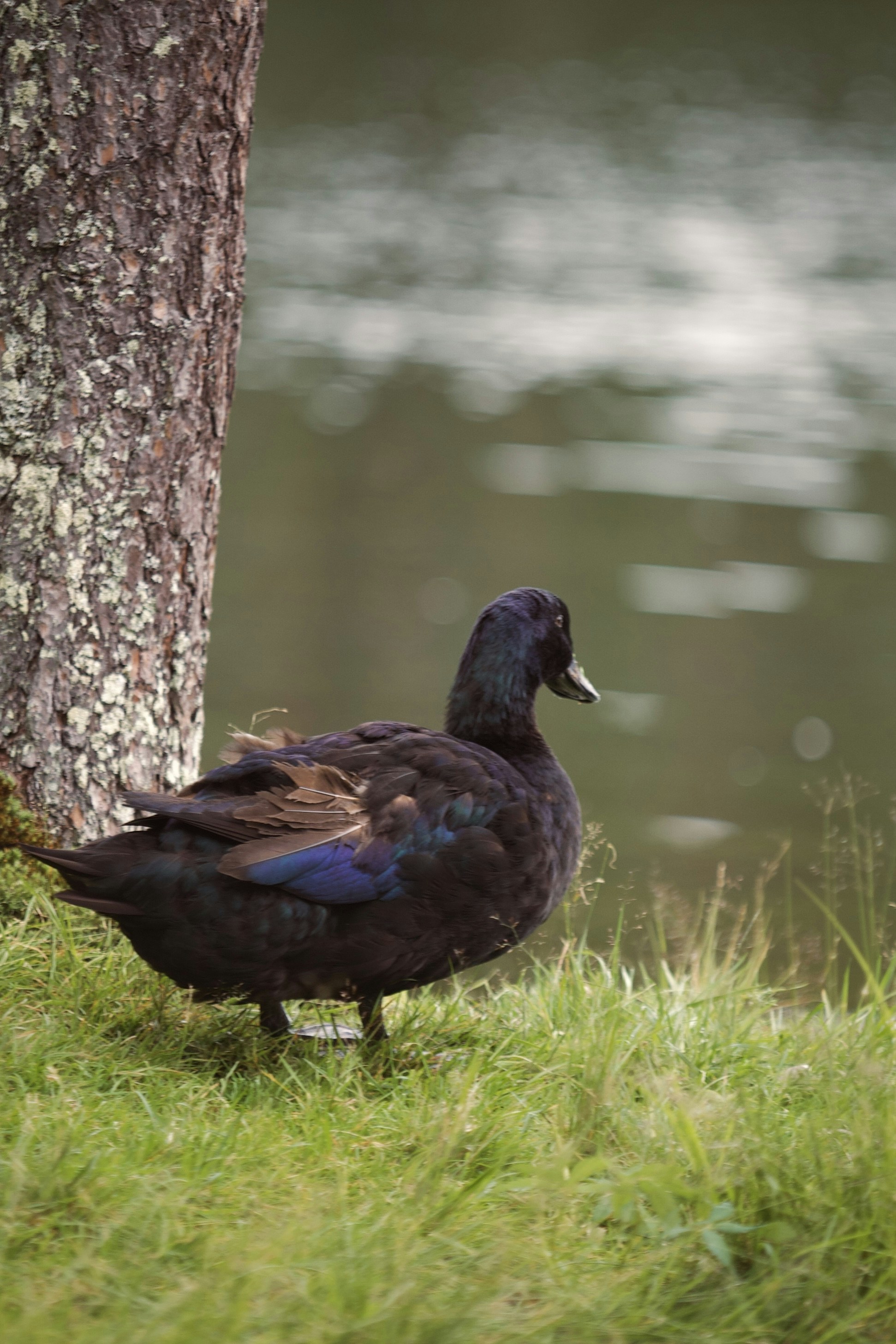 Dark plumage by the lakeside: a solitary duck at the tree’s edge