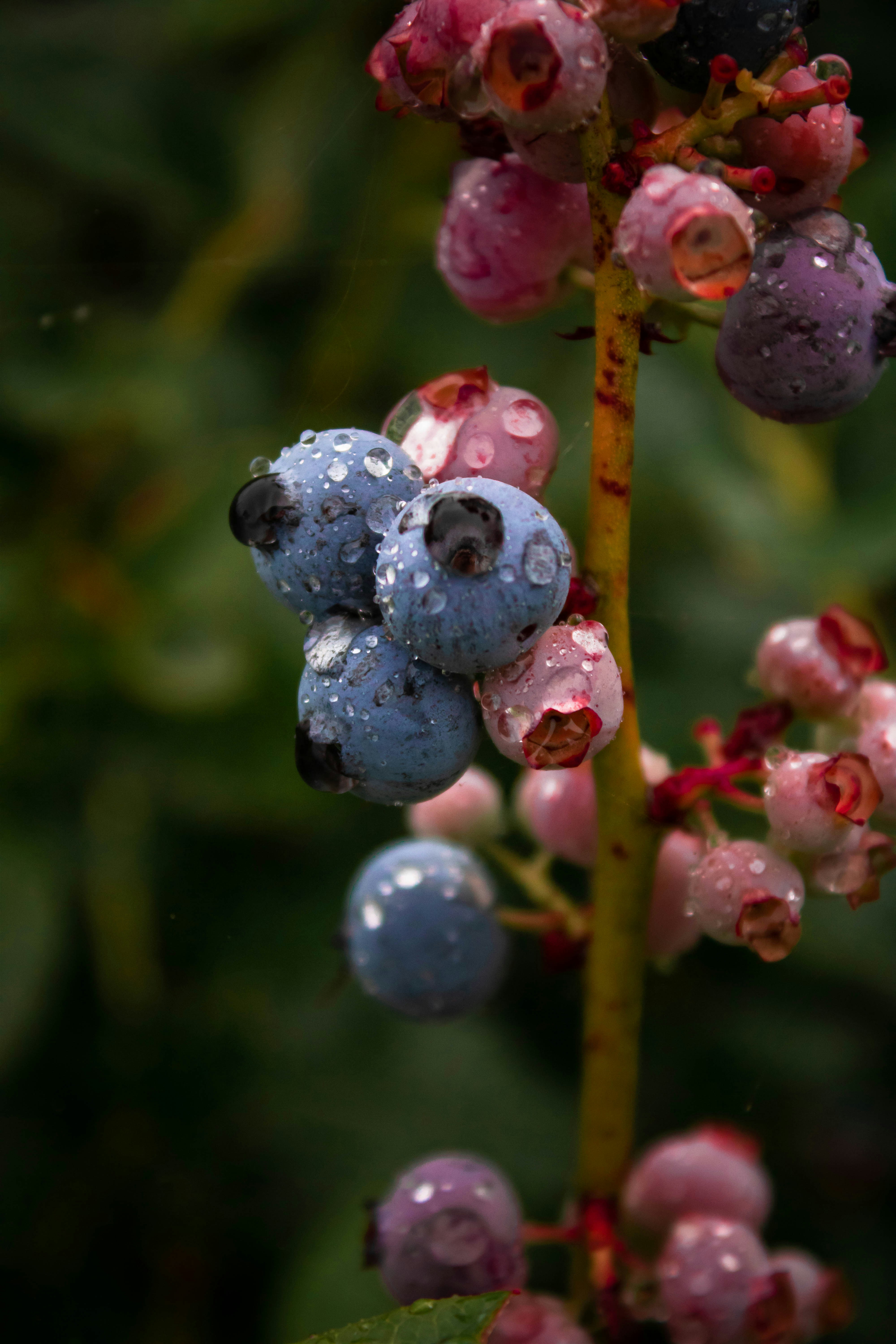Ferme De Bleuets Photos | Télécharger des images gratuites sur Unsplash