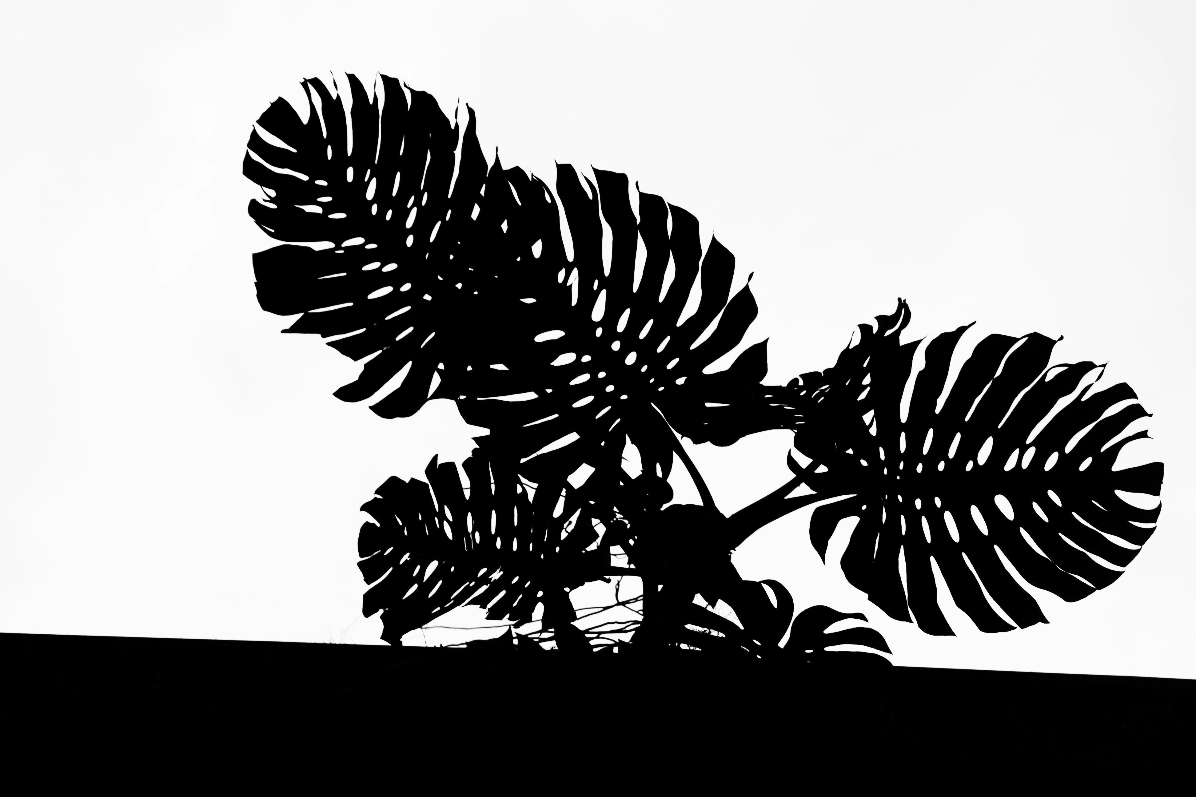 Monstera leaves silhouetted against a bright background, showcasing their intricate shapes and textures.