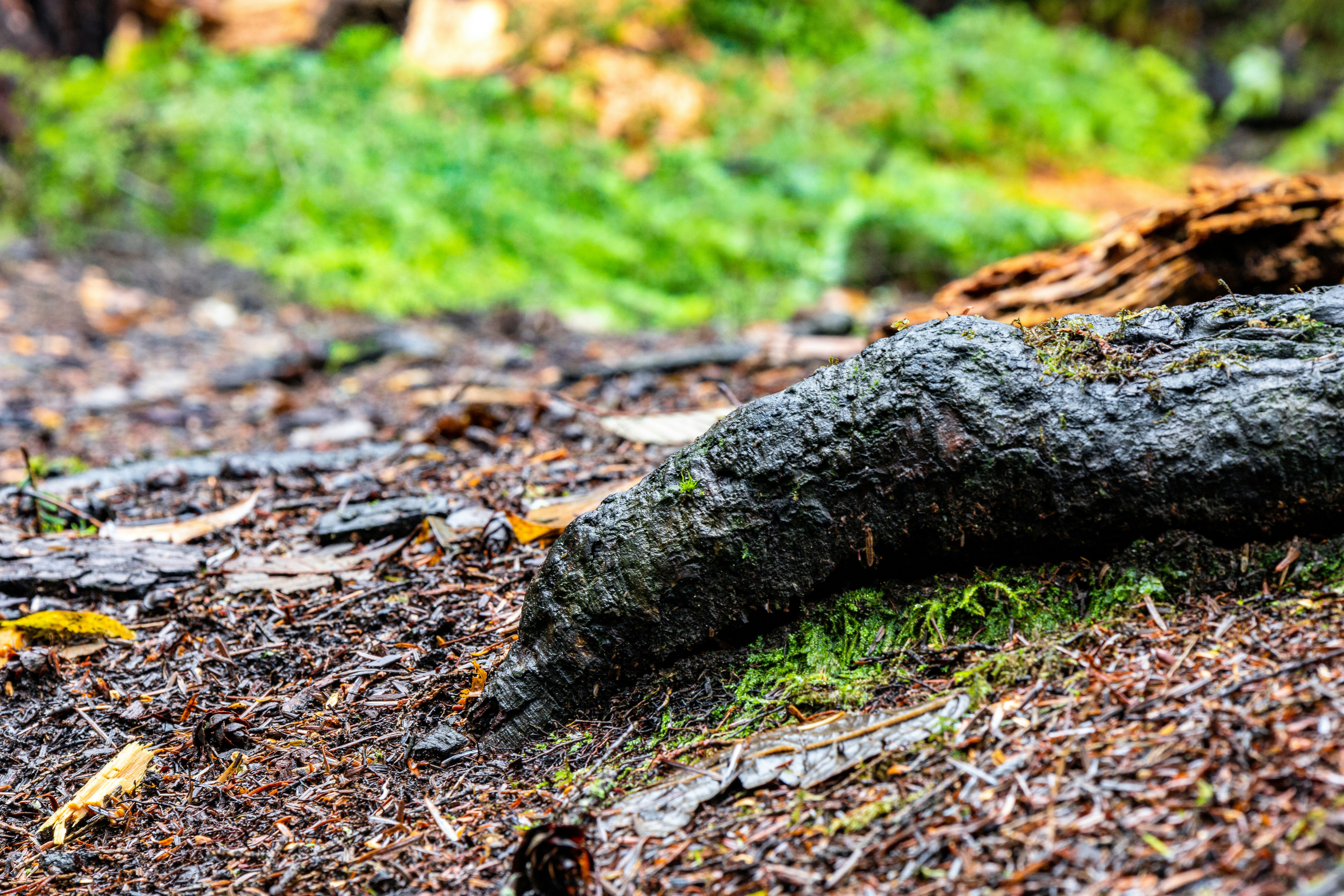 A tree trunk laying on the ground in the woods photo – Free Canada ...