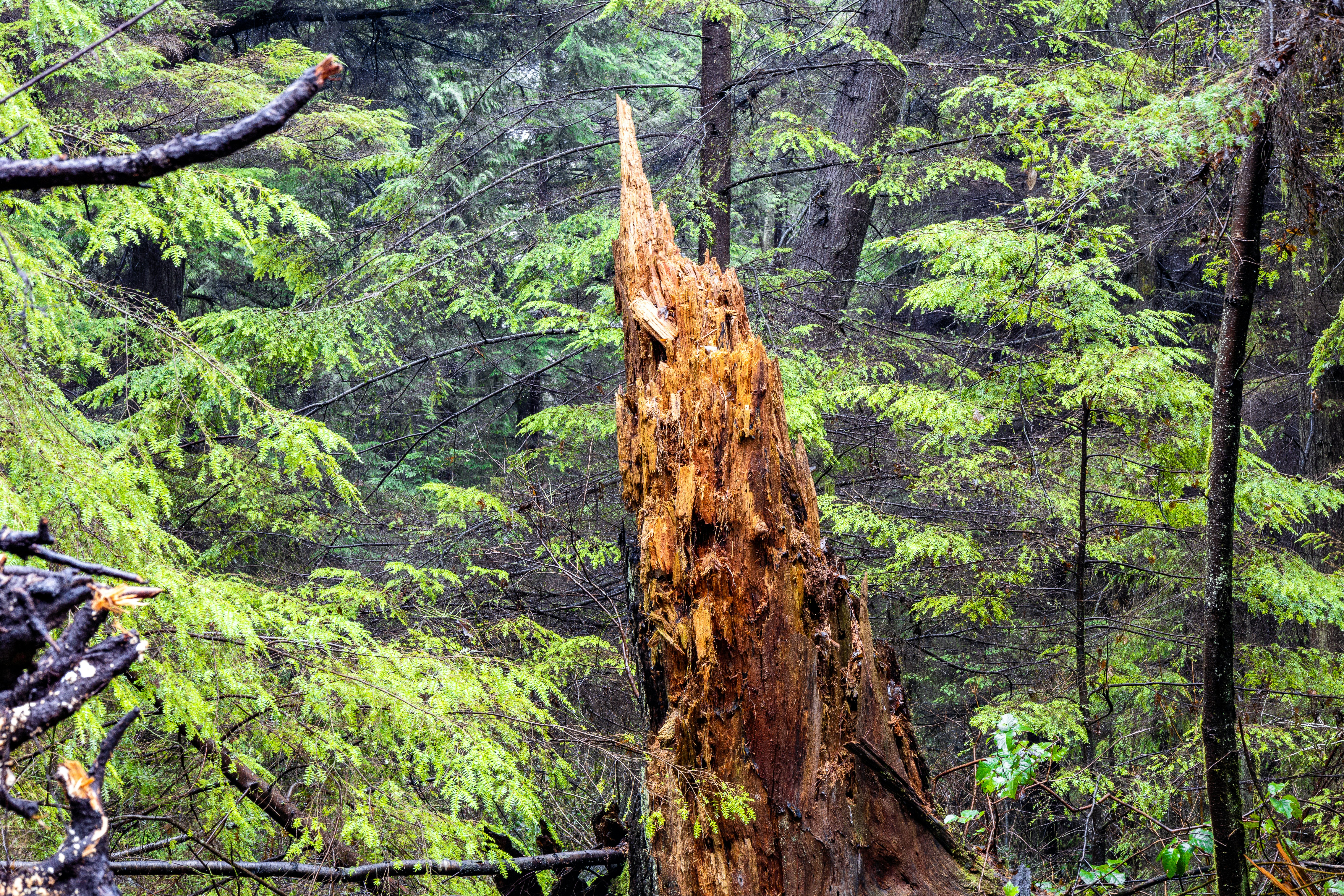 Amber Stump Rising in a Mossy Forest Cathedral