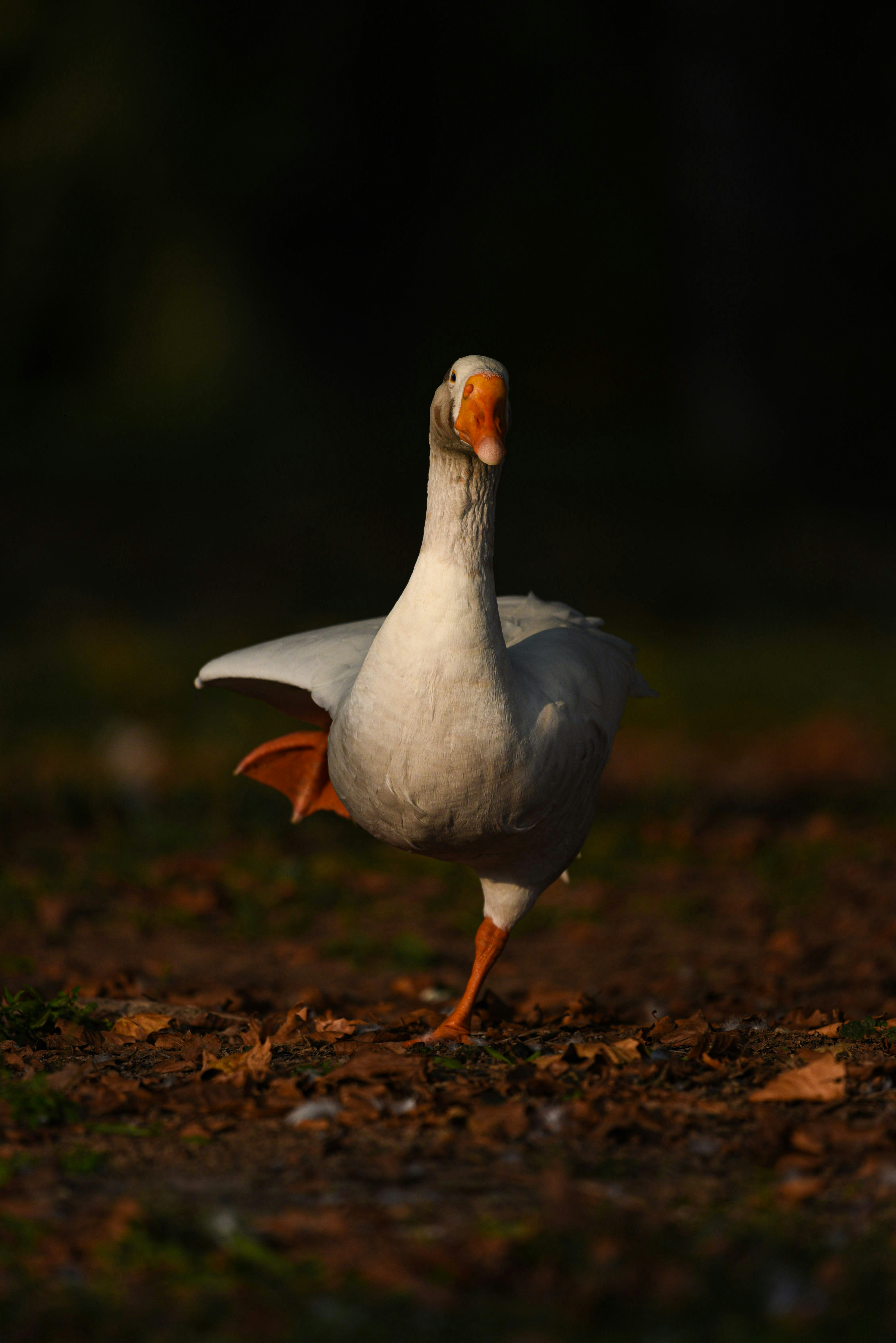 Proud Stroll: A Goose Steps into the Golden Hour