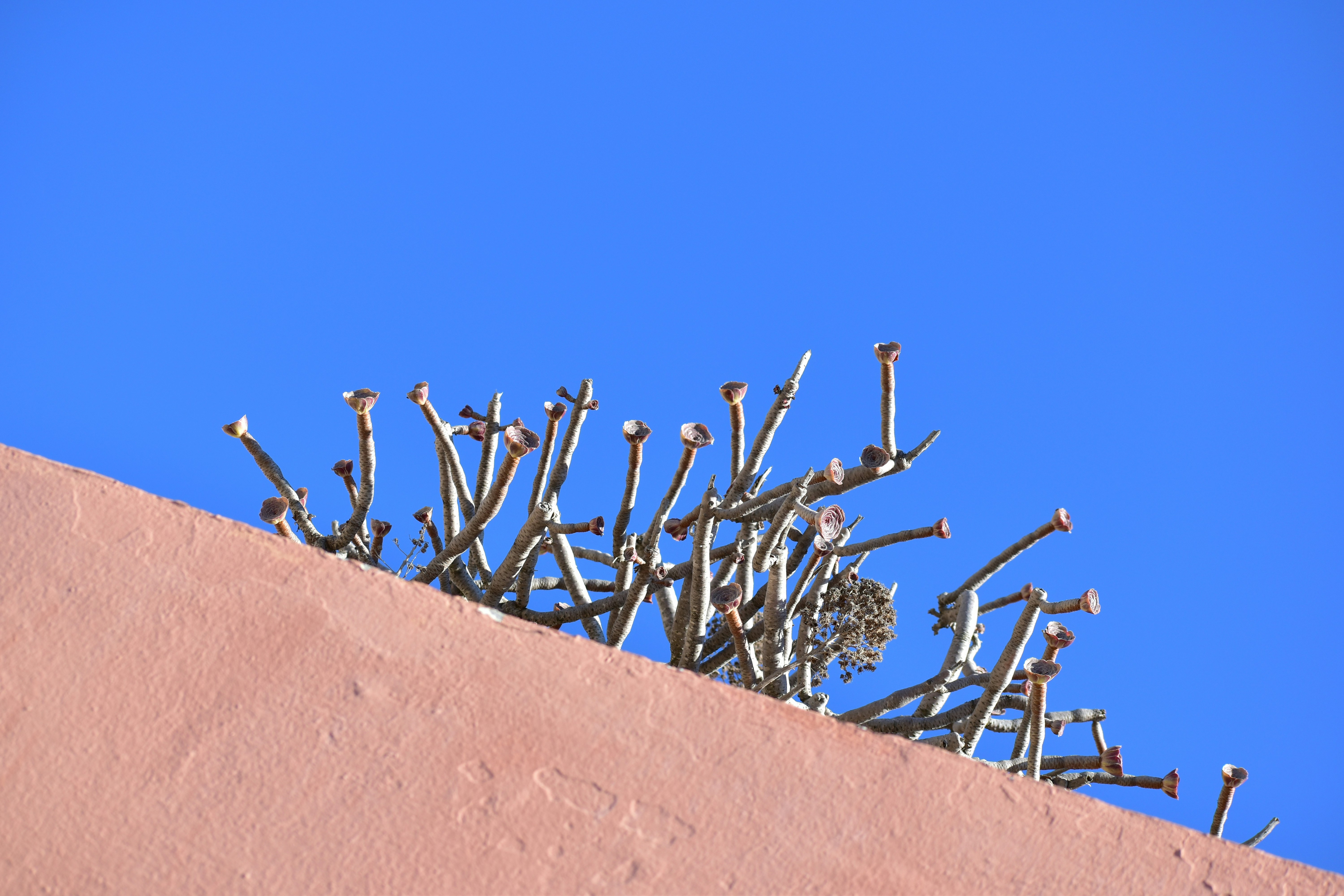 Azure Sky Over a Pink Parapet: The Crown of Pruned Branches