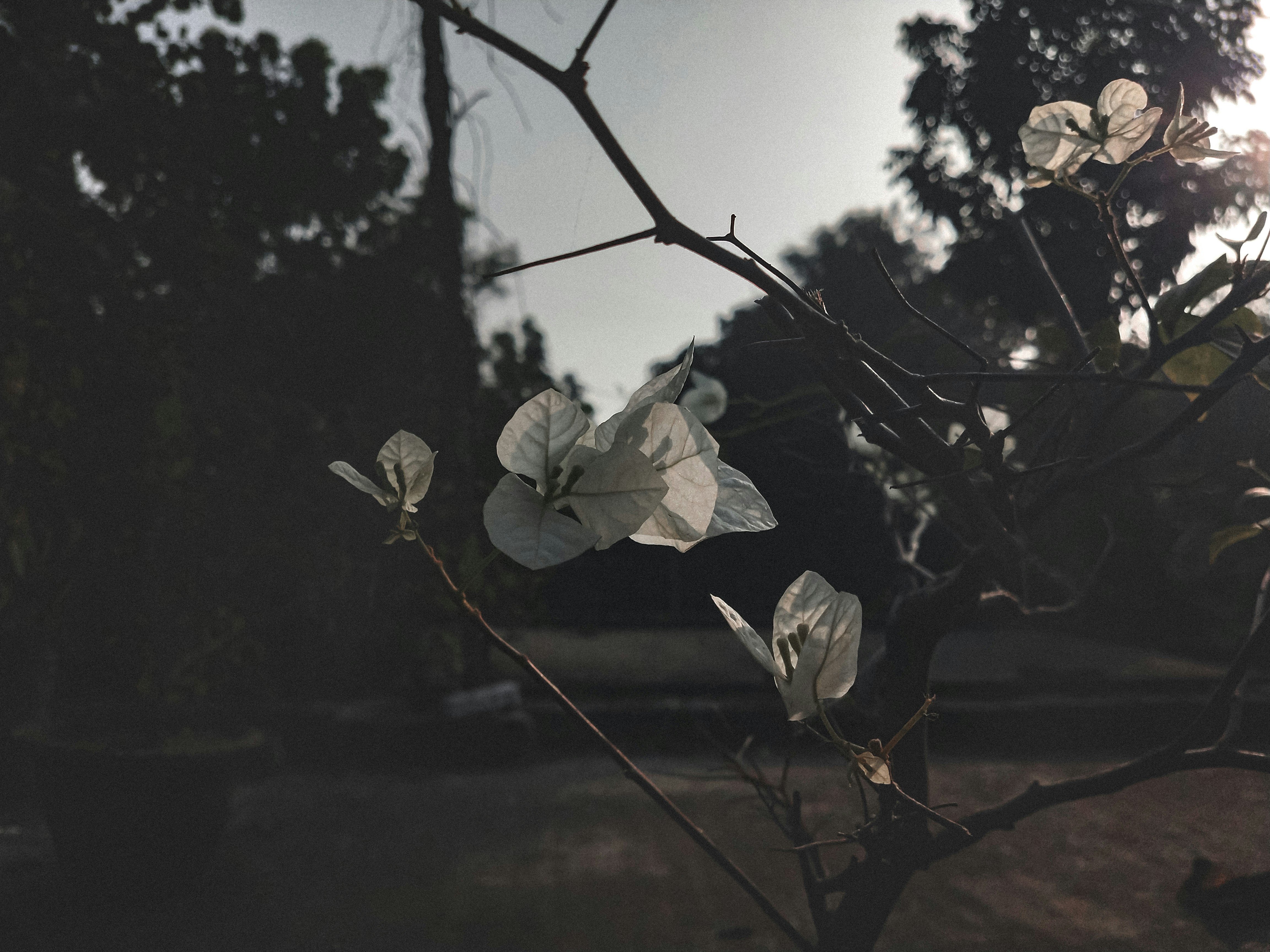 Close-up photograph of pale leaves on a thin branch backlit by the sun in a dim park. The dark background emphasizes the foreground foliage.