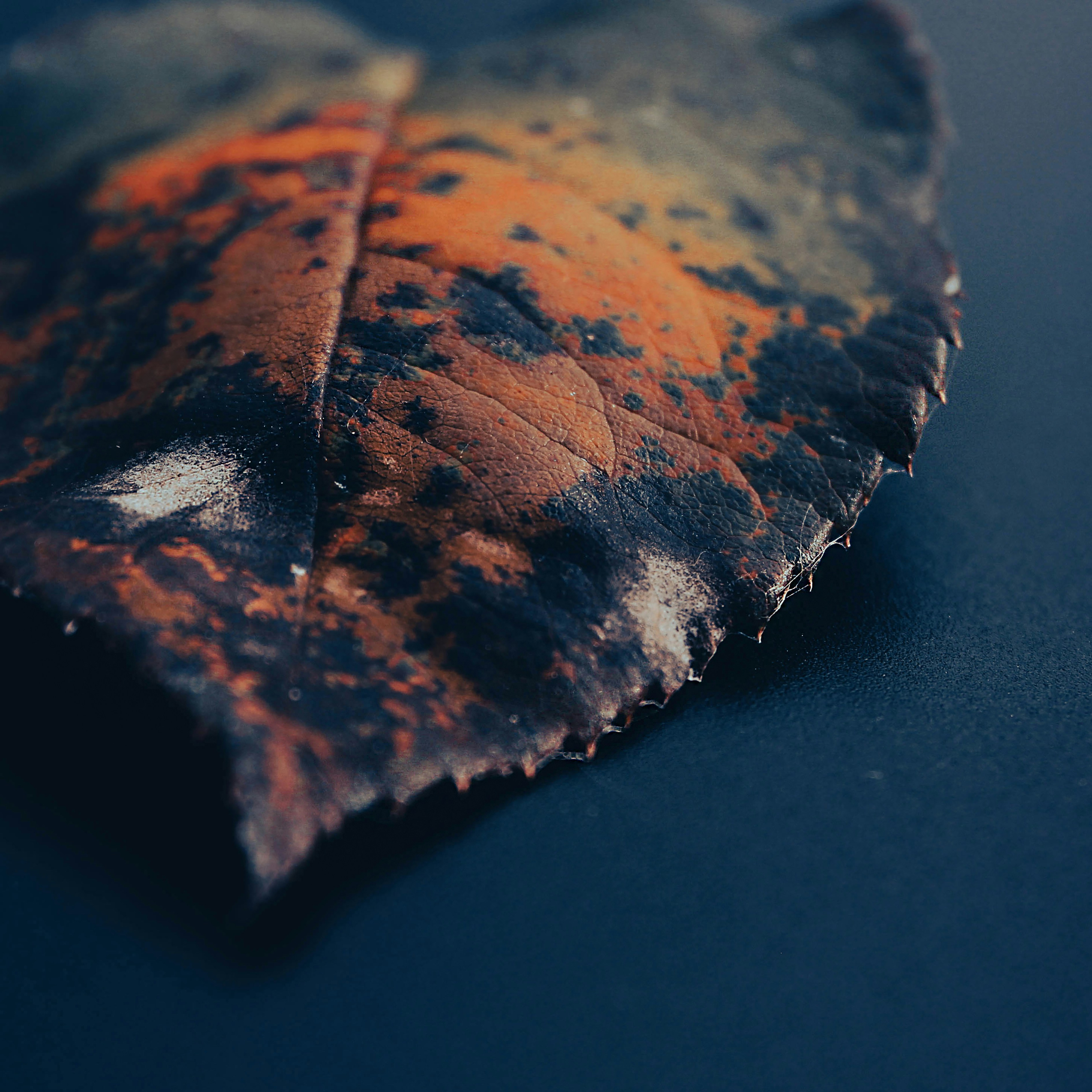 Burnt-Orange Veins on Indigo Leaf: a close-up study