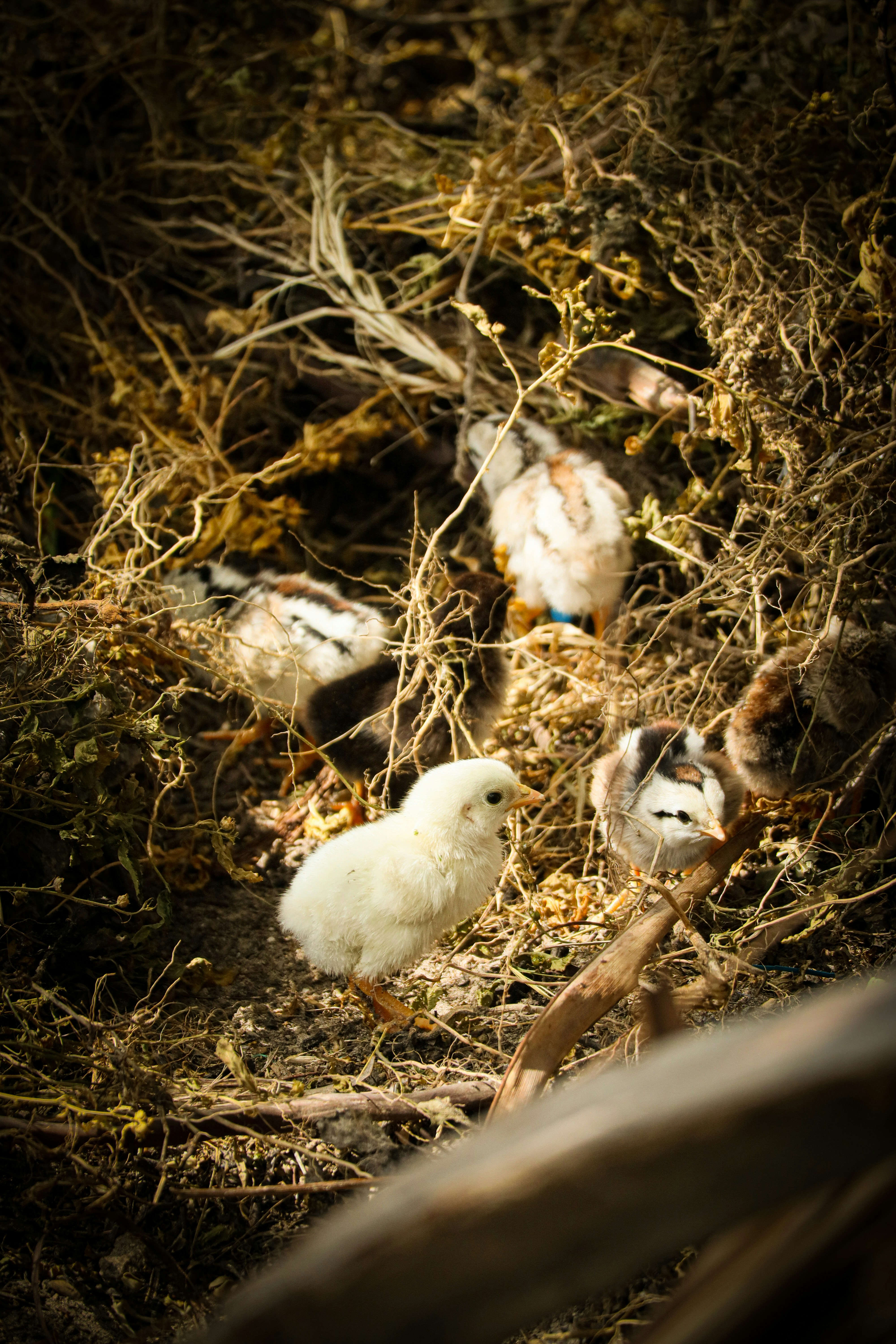 A bunch of chickens that are sitting in the grass photo – Free Animals ...