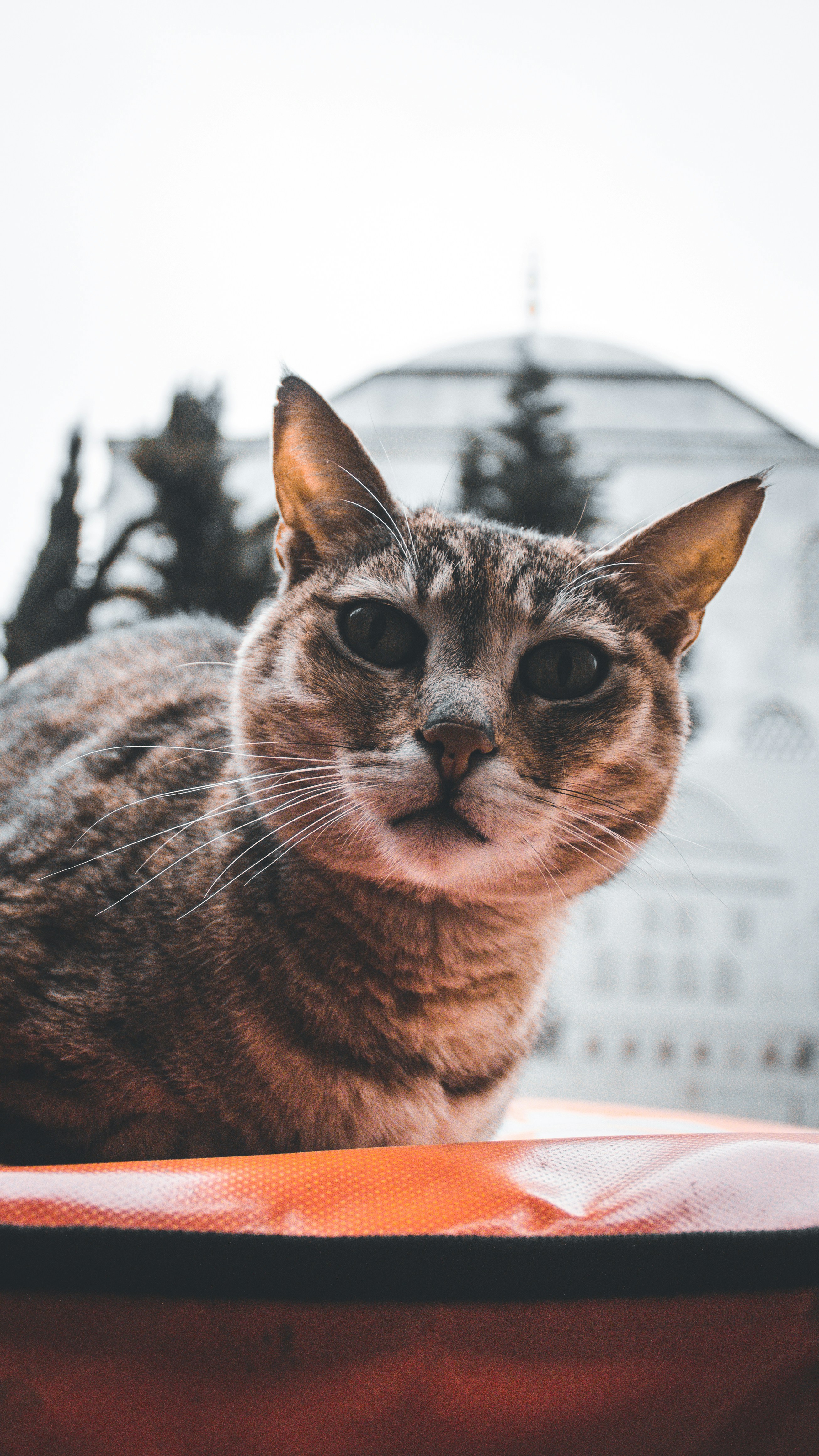Curious Gaze: A Cat's Close-Up Against an Urban Backdrop
