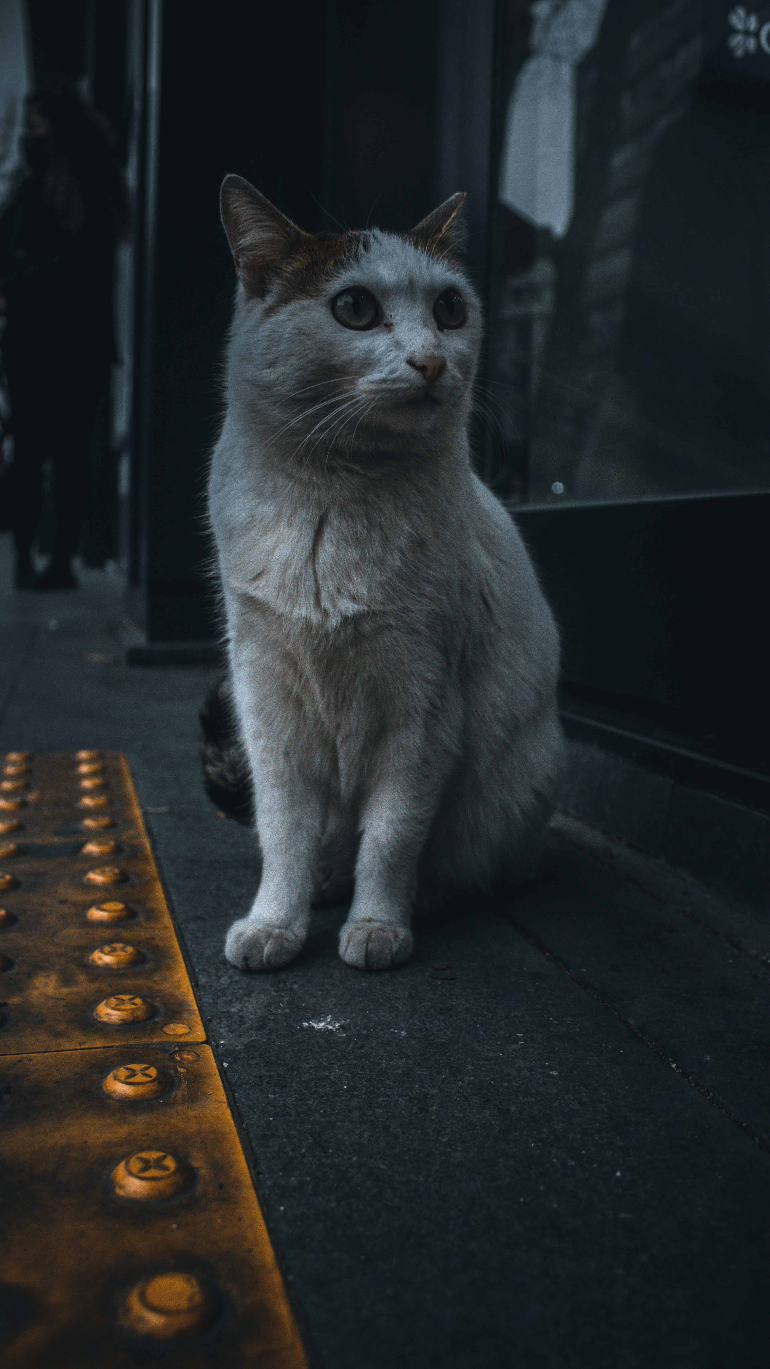 Whiskered Sentinel by the Yellow Track