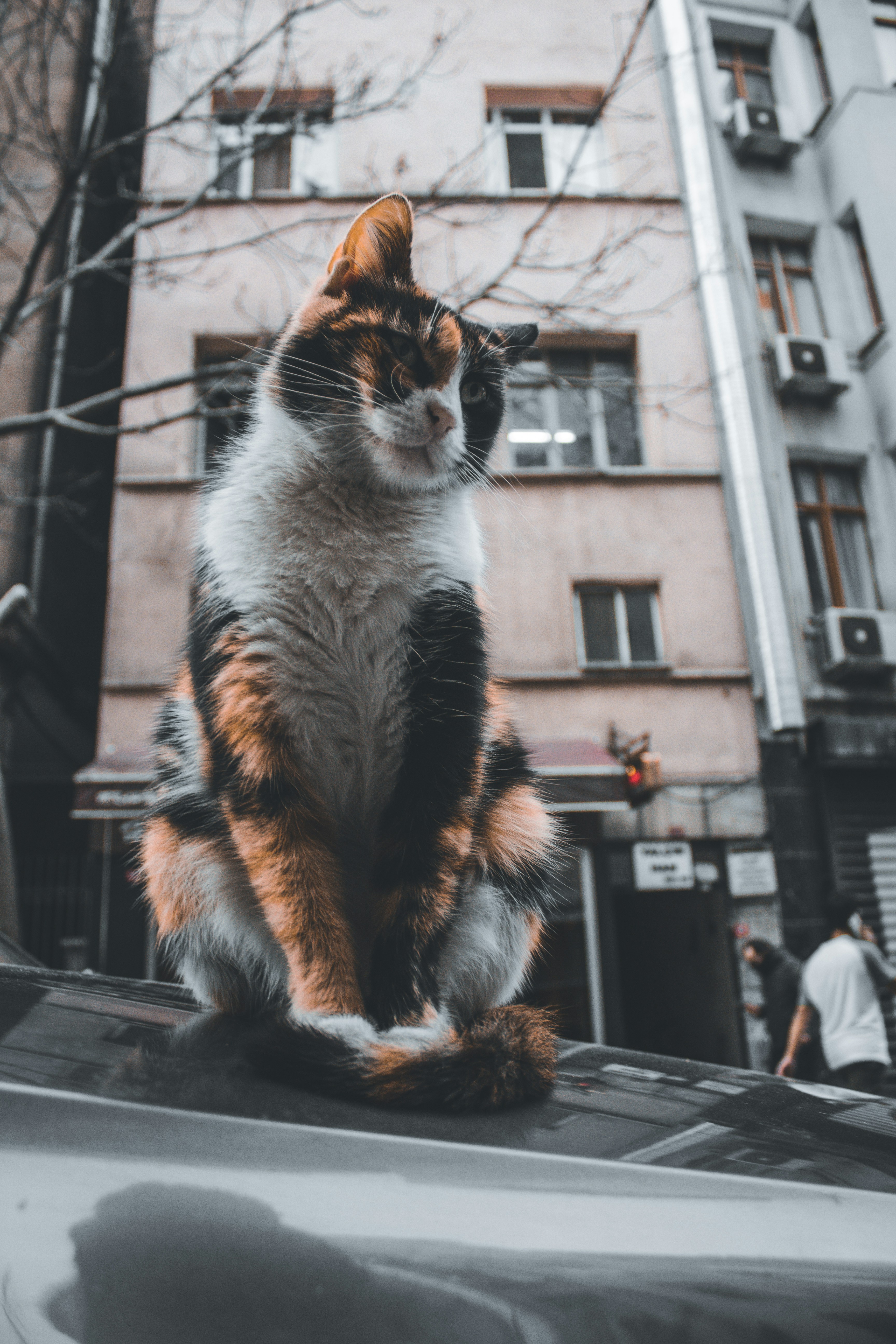 a cat sitting on top of a car in front of a building