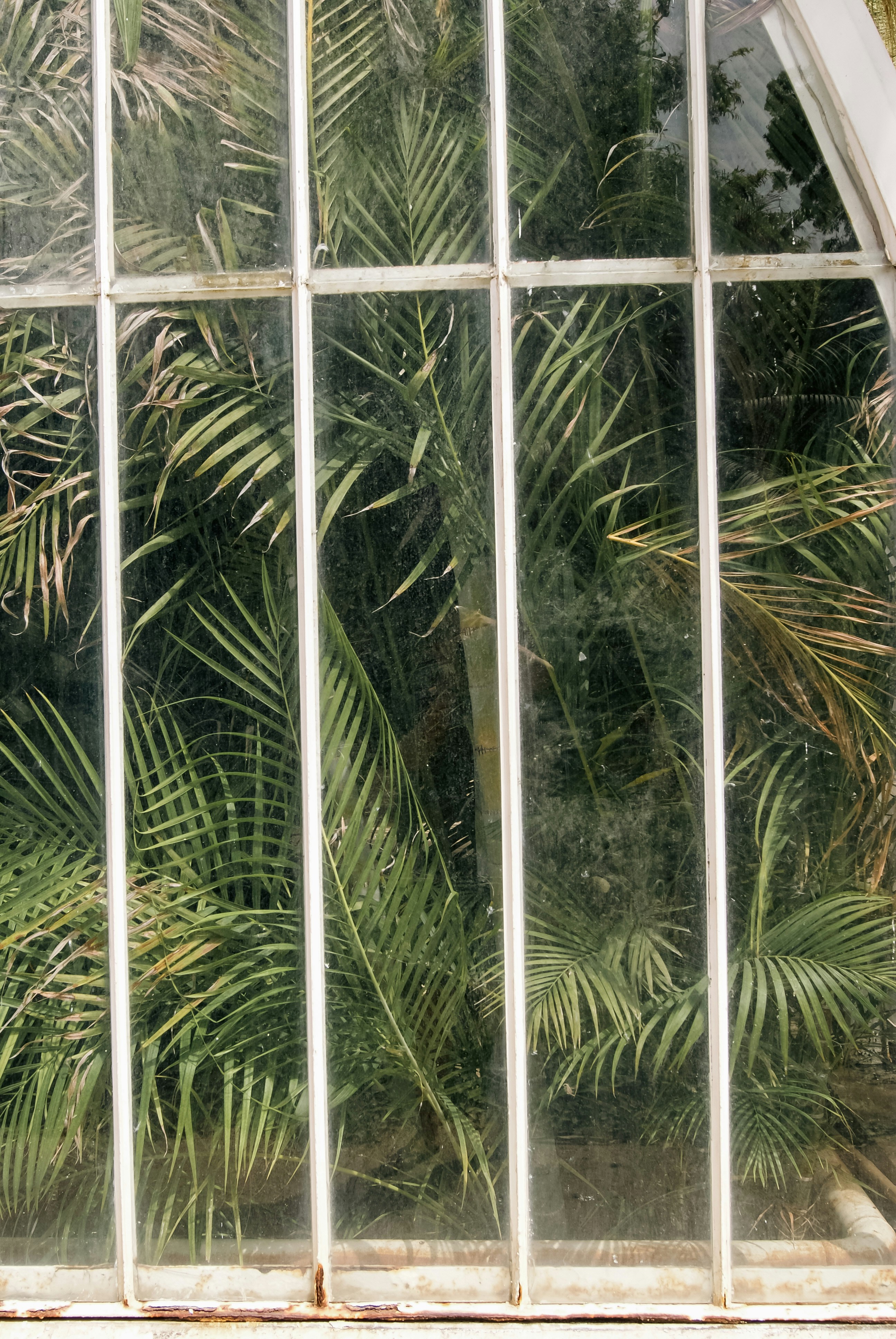 Sunlight filtering through a glass structure showcases lush green palm fronds, creating a serene and tranquil atmosphere.