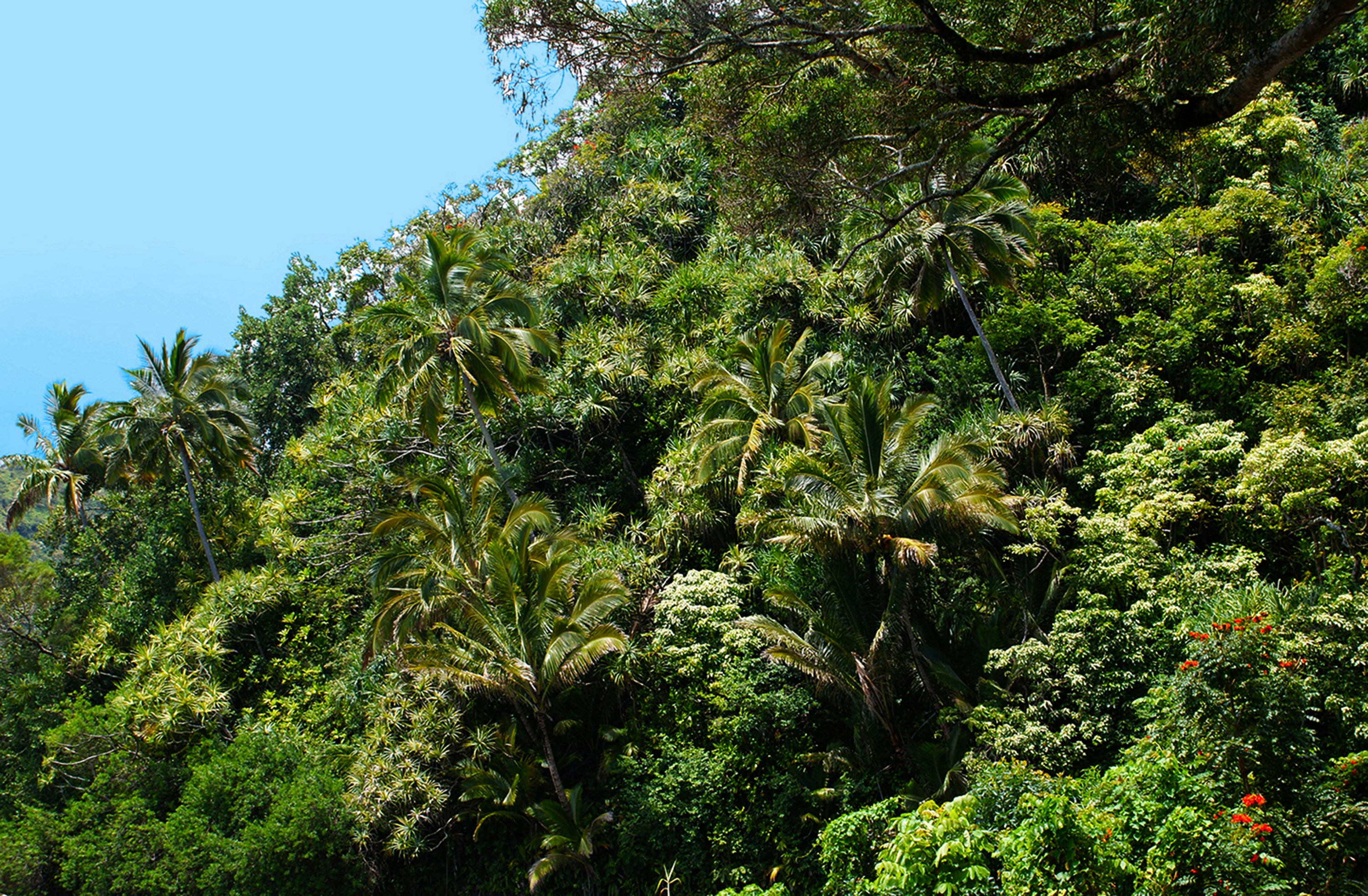forest trees and jungle clear sky