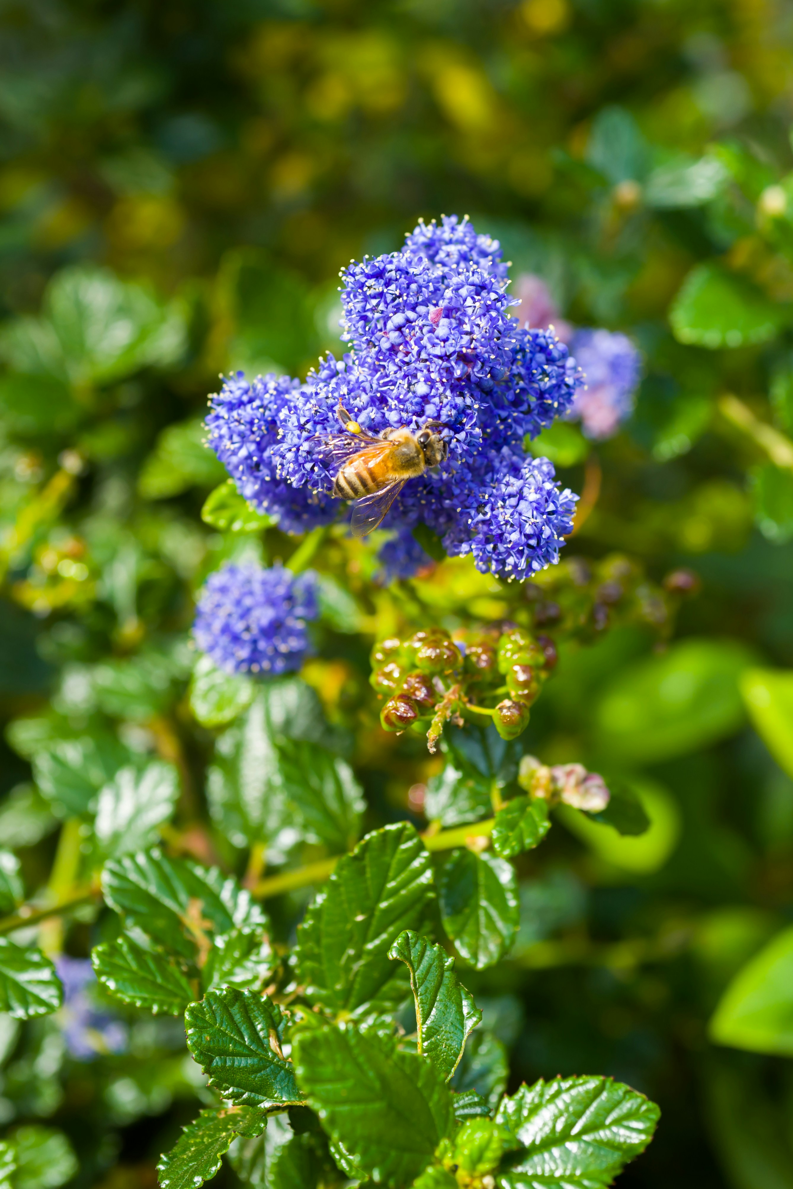 Nectar Mission on Velvet Purple Bloom