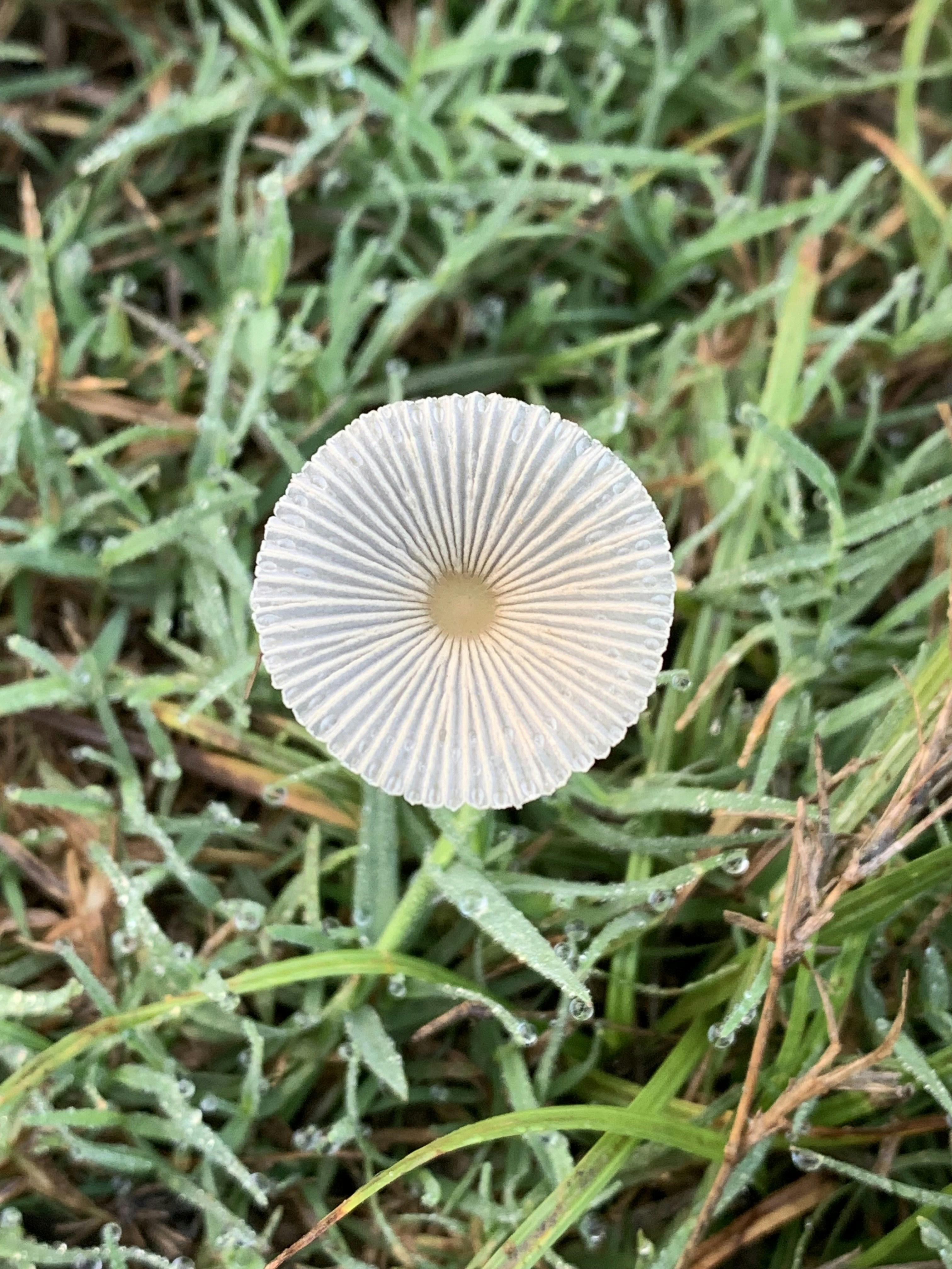 A small white object sitting in the grass photo – Free Fungus Image on ...