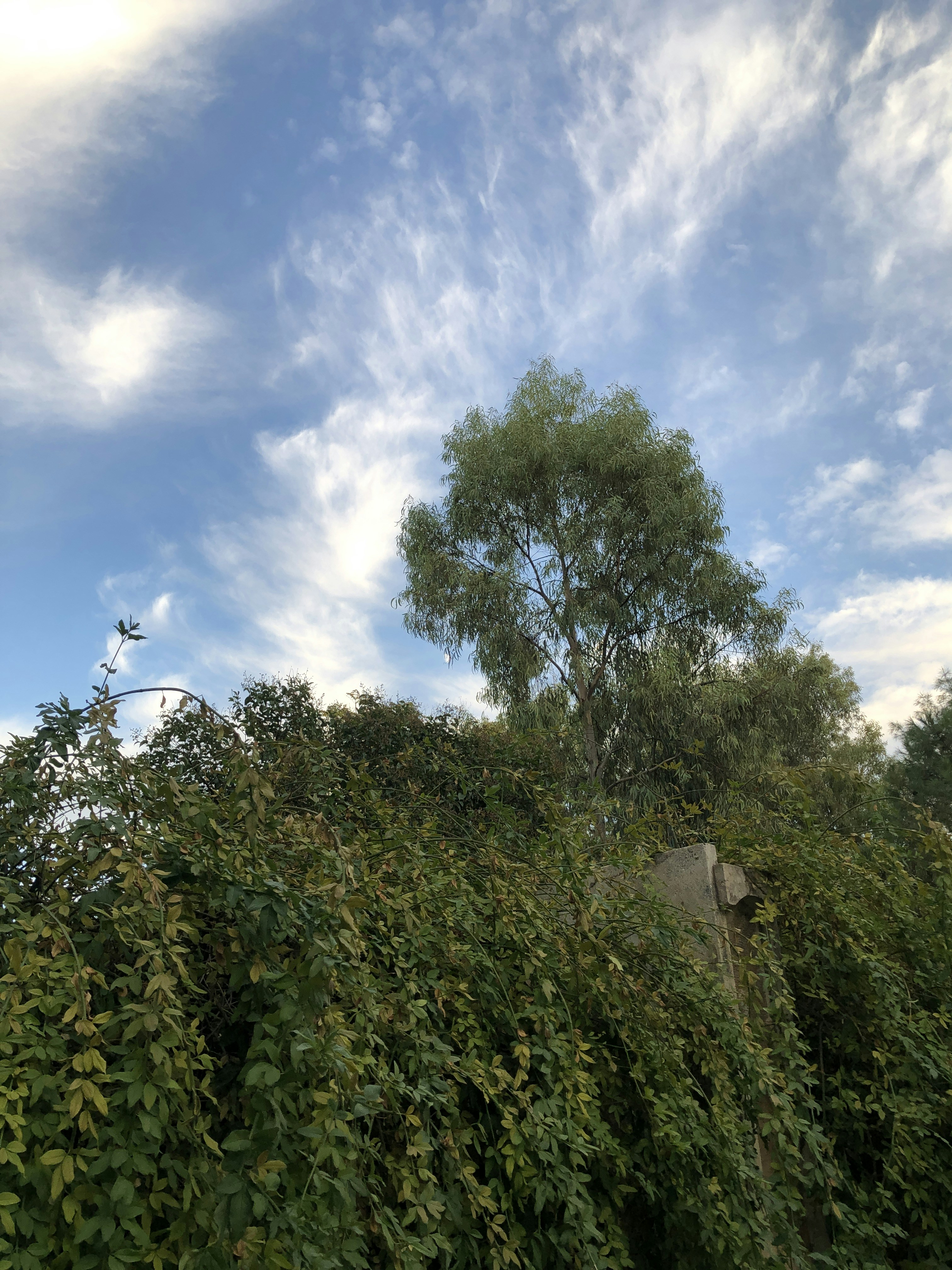 a very tall tree sitting in the middle of a lush green forest