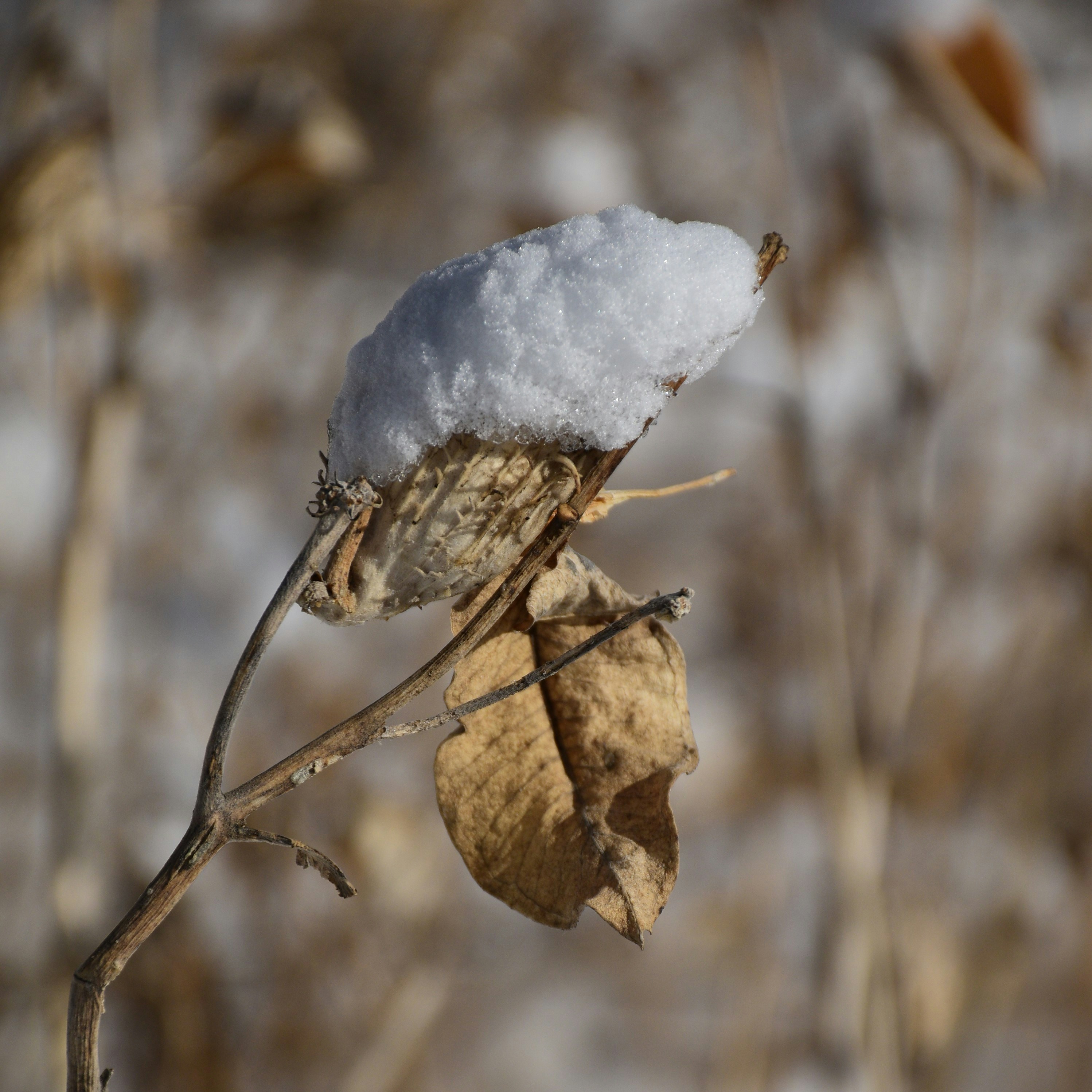 Snow-kissed seed pod perched on a withered stem