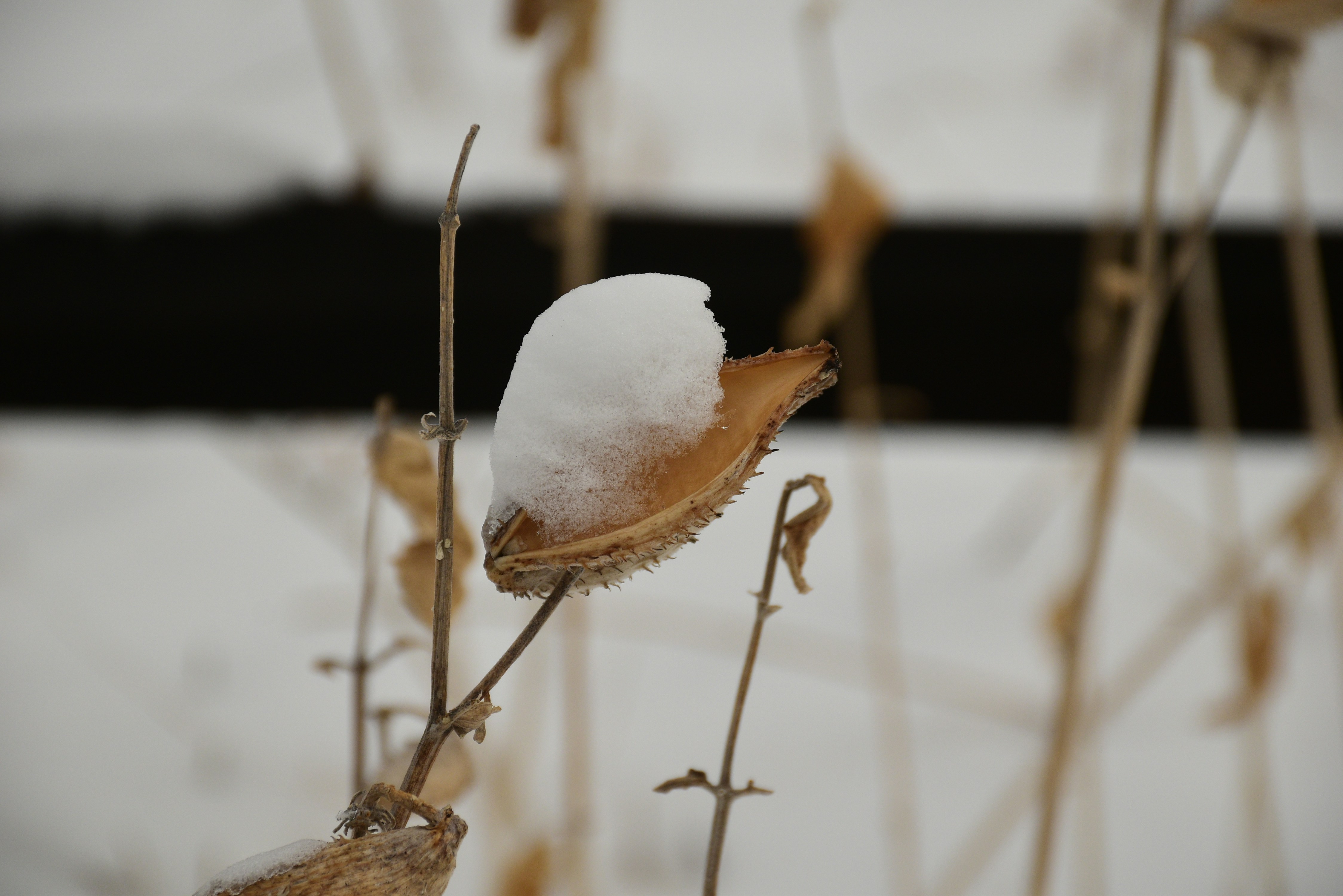 Snow-kissed leaf amid slender winter stems