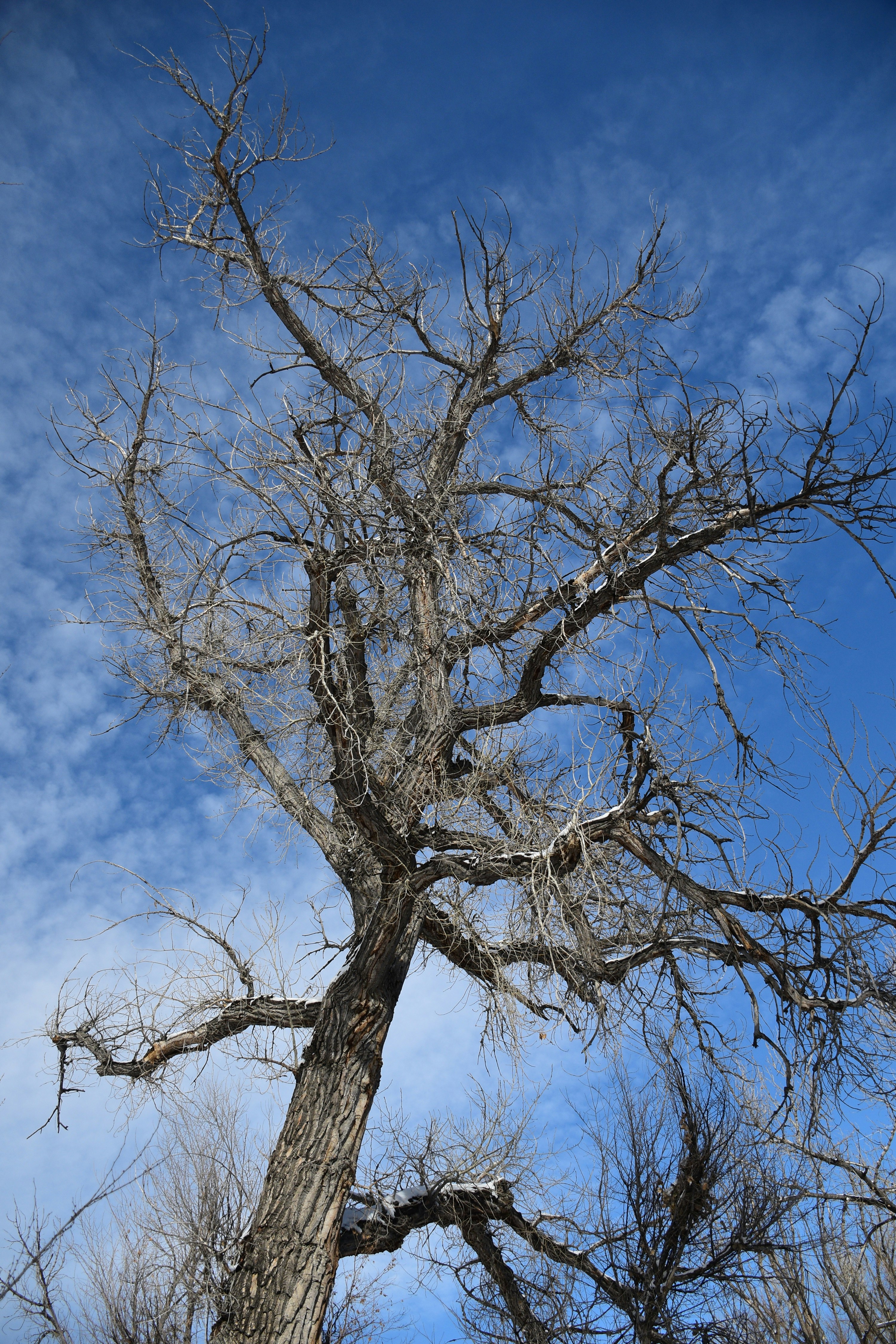 A dead tree with no leaves and a blue sky in the background photo ...