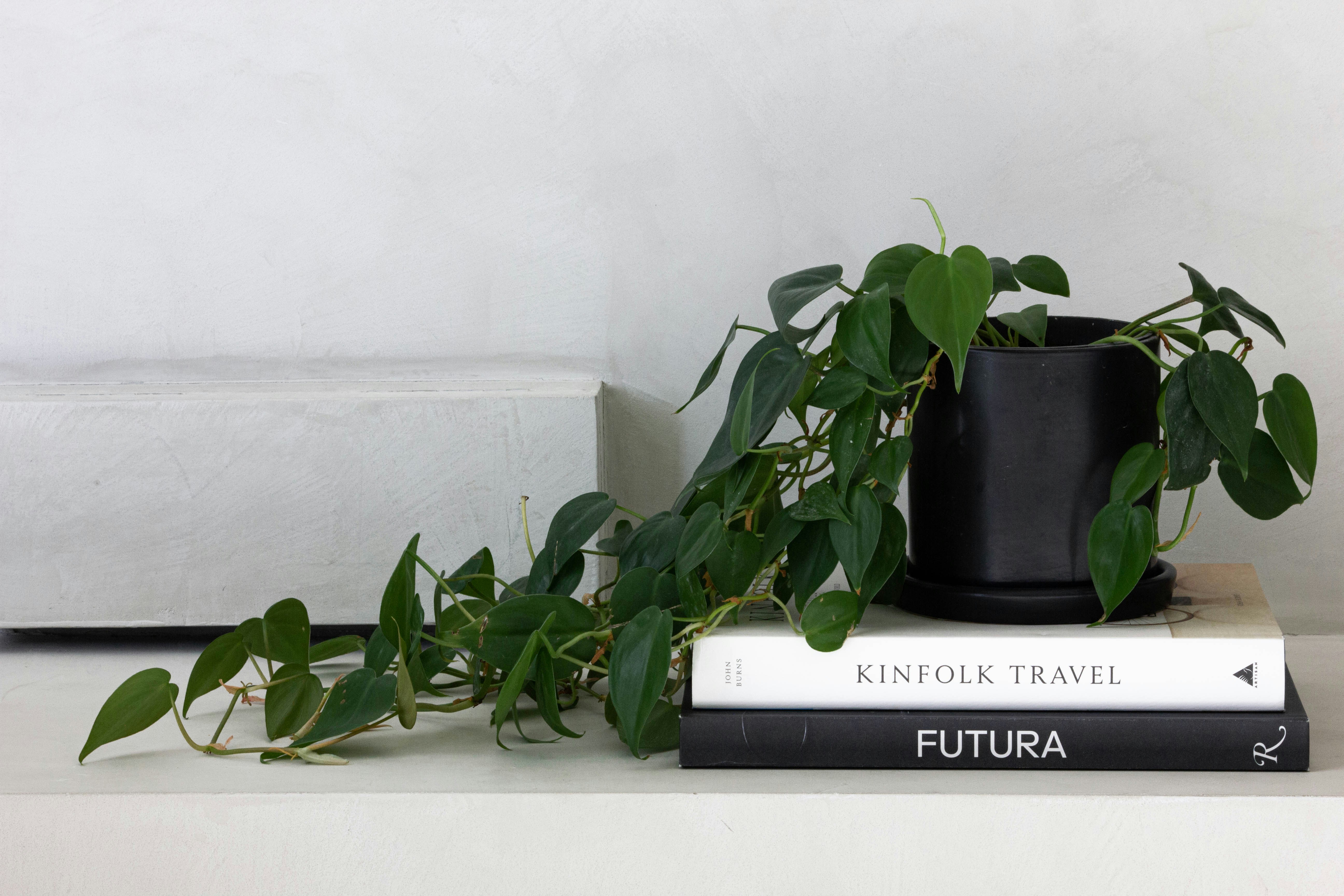 Trailing vine and potted plant resting on a stack of books