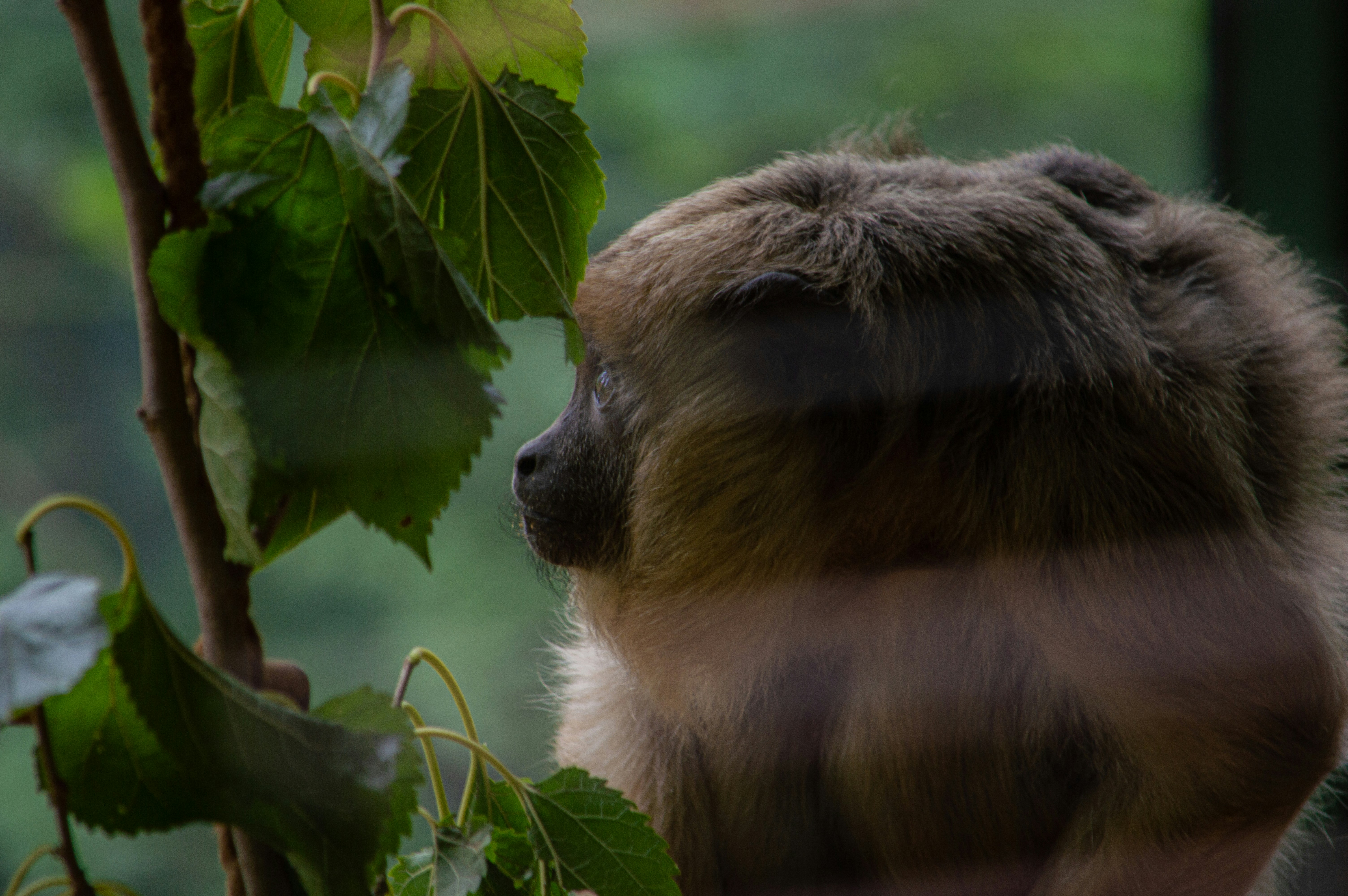 Through Glass and Leaves: A Capuchin's Quiet Gaze