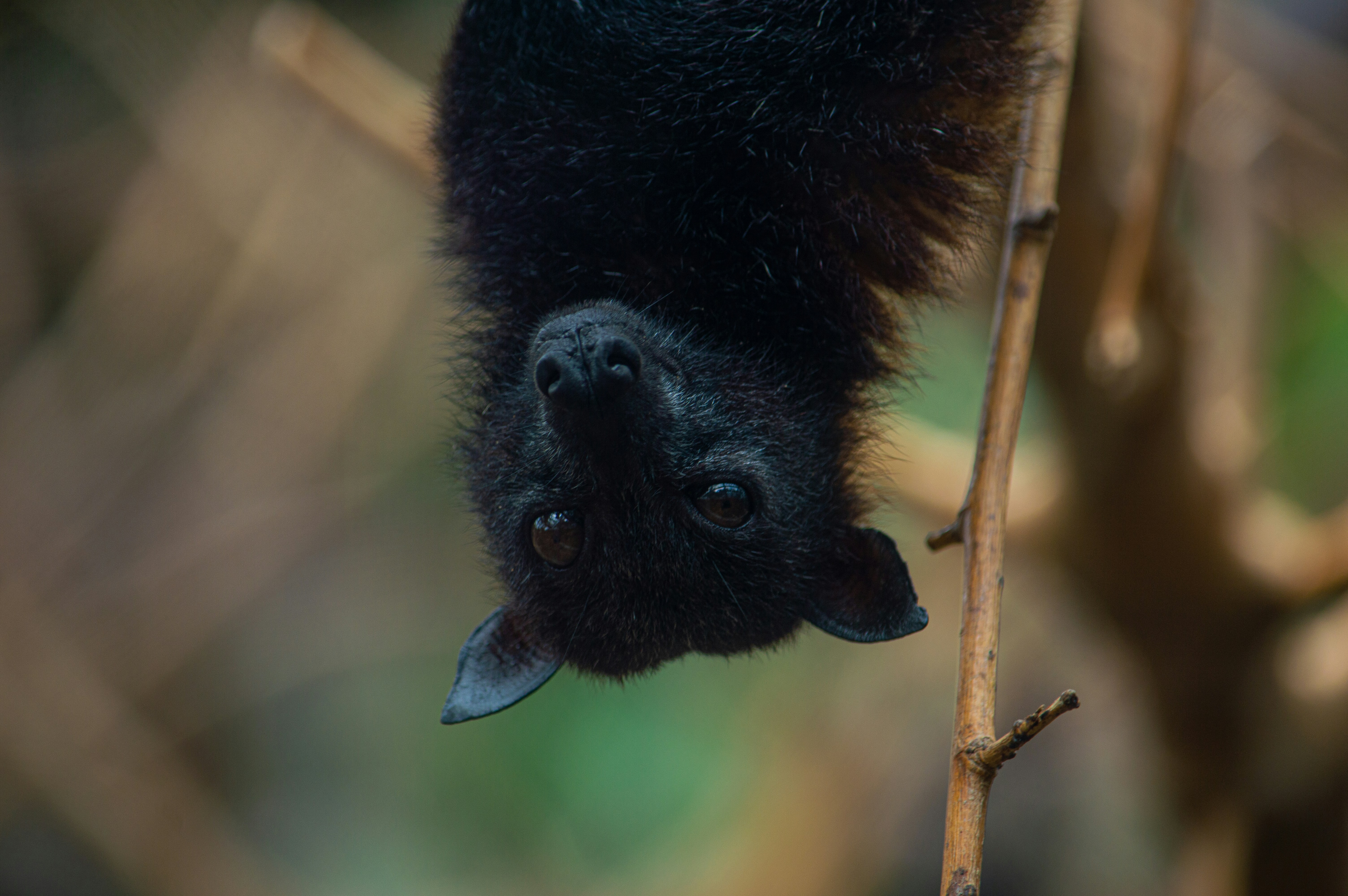 Midnight Acrobat: A Ferret-faced Bat Clings to a Twig