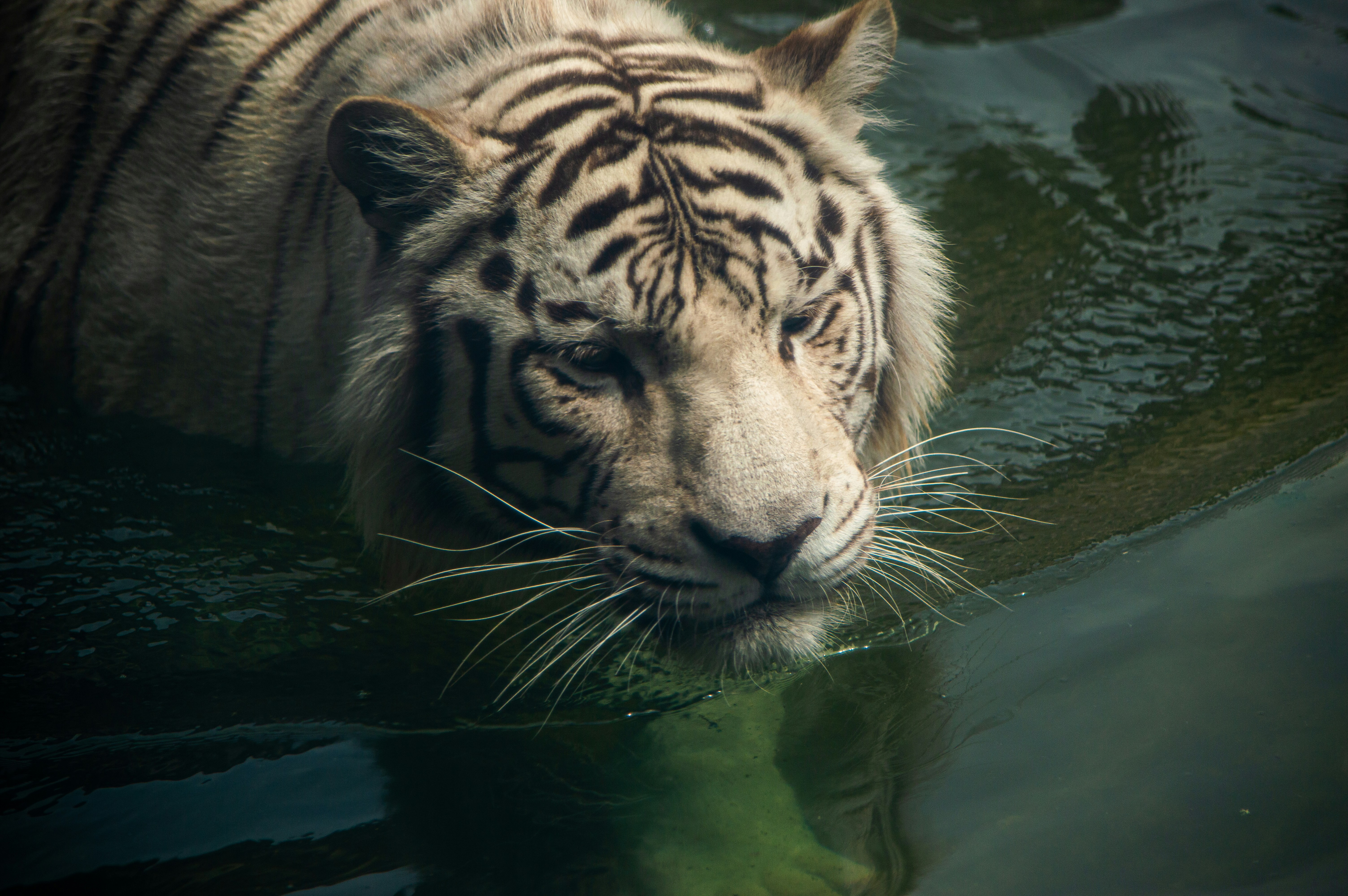 A white tiger swimming in a body of water photo – Free Animal Image on ...