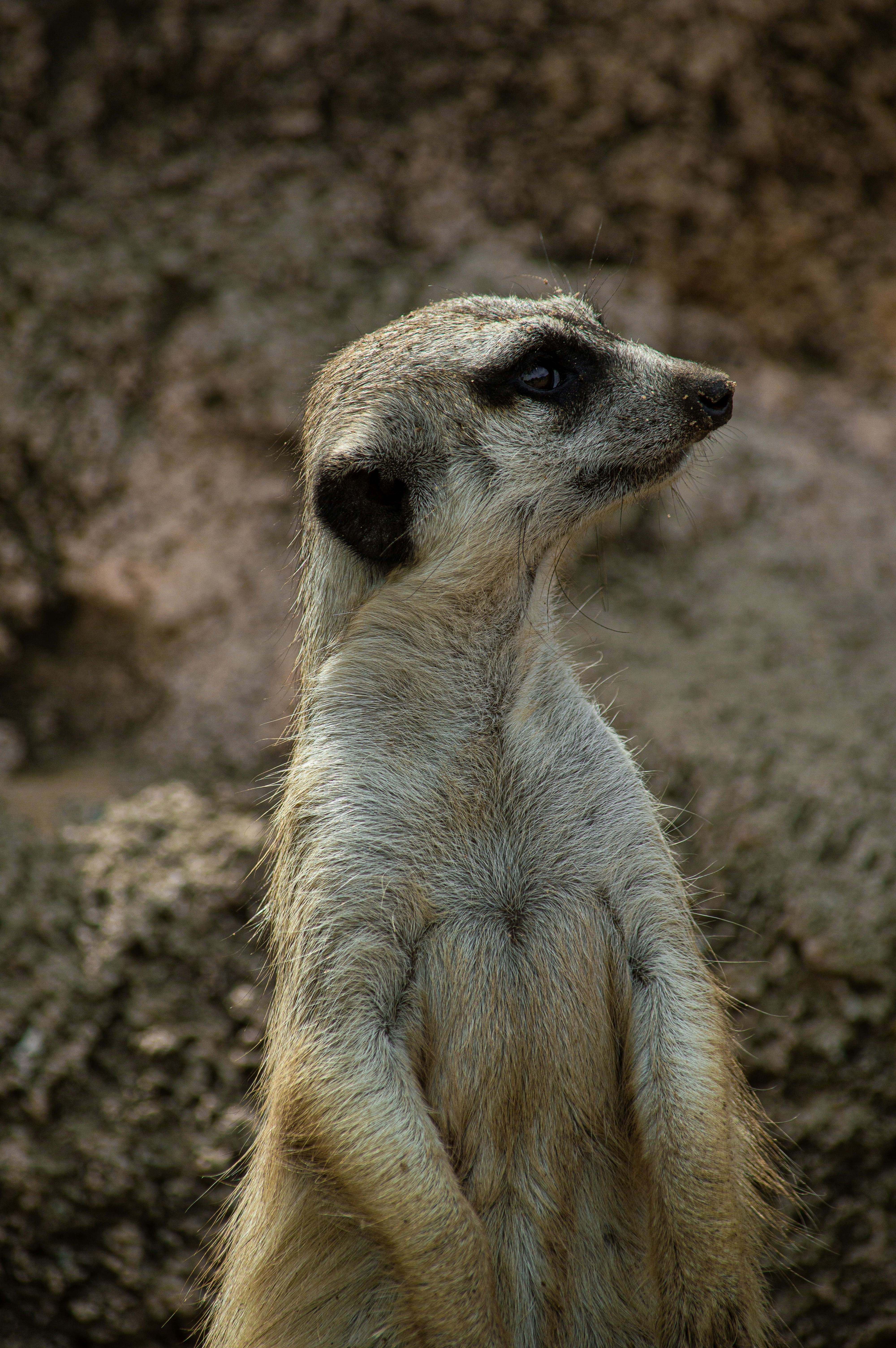 Stonewatch Meerkat: Sentinel Above the Granite