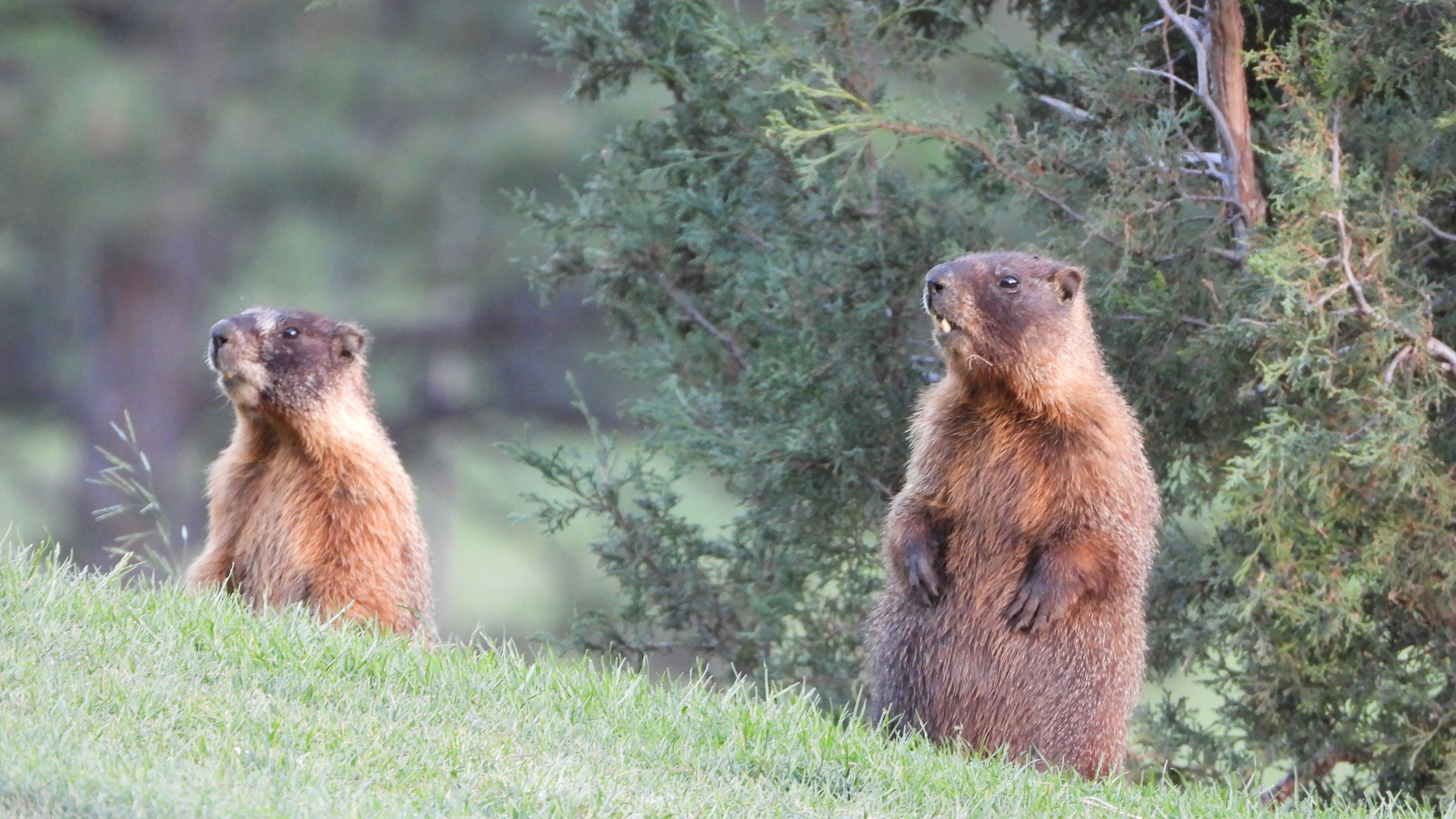 Two marmots standing alert on a grassy slope, framed by soft greenery in the background.