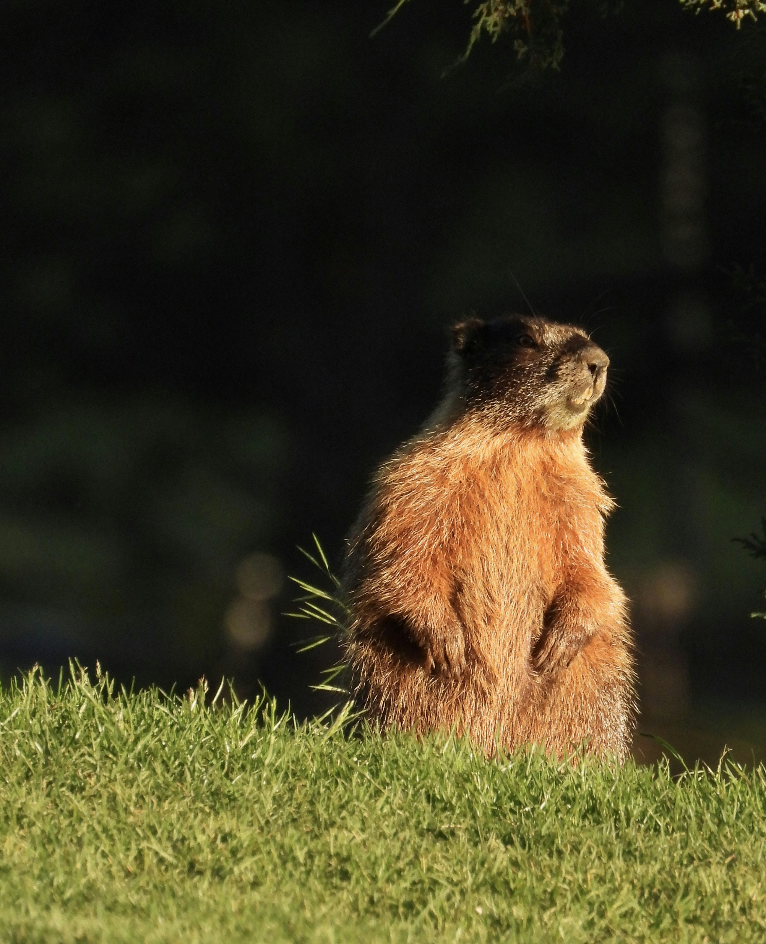 A groundhog stands upright in a lush green field, surveying its surroundings with keen attention.