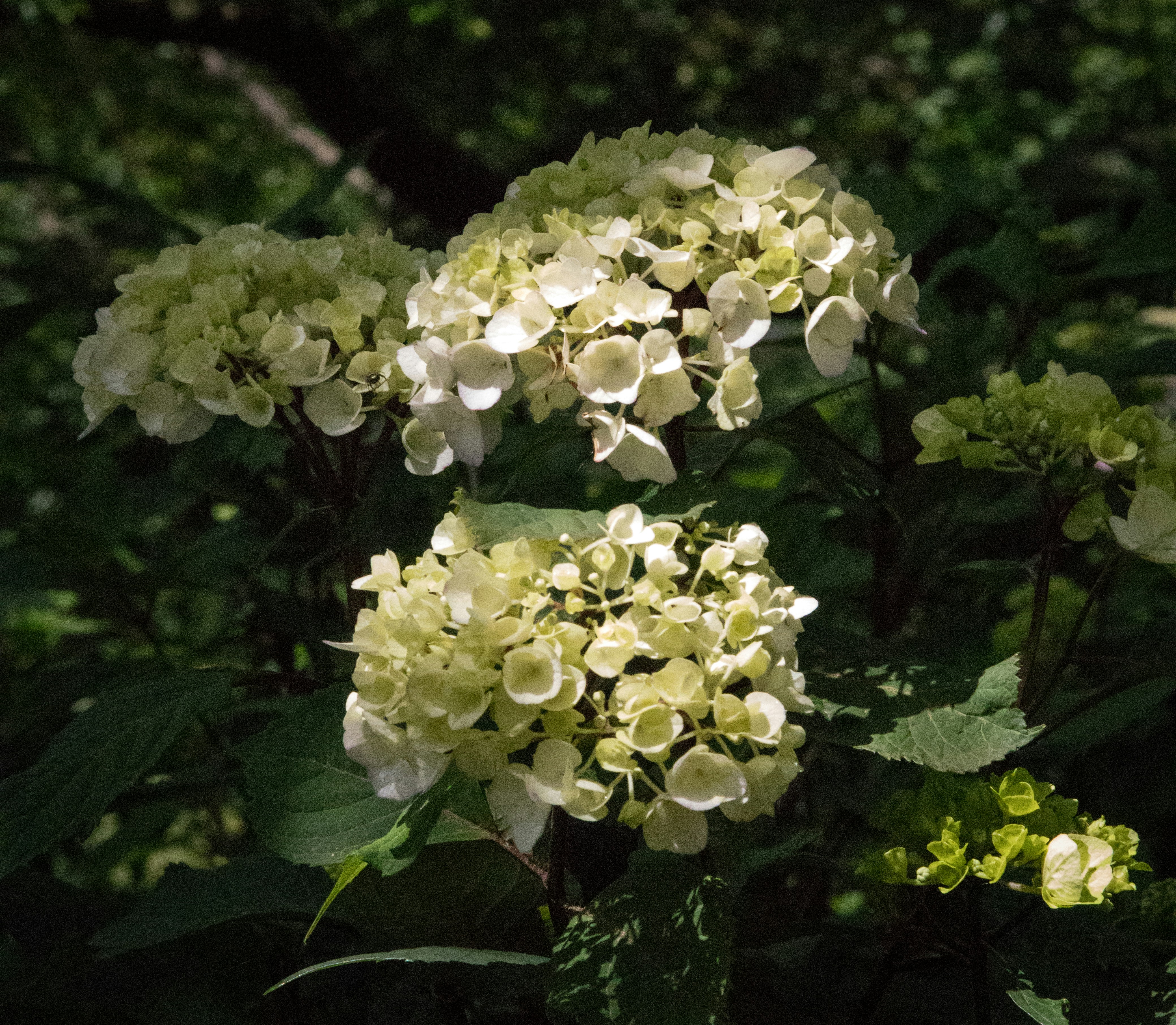 a bunch of flowers that are in the grass