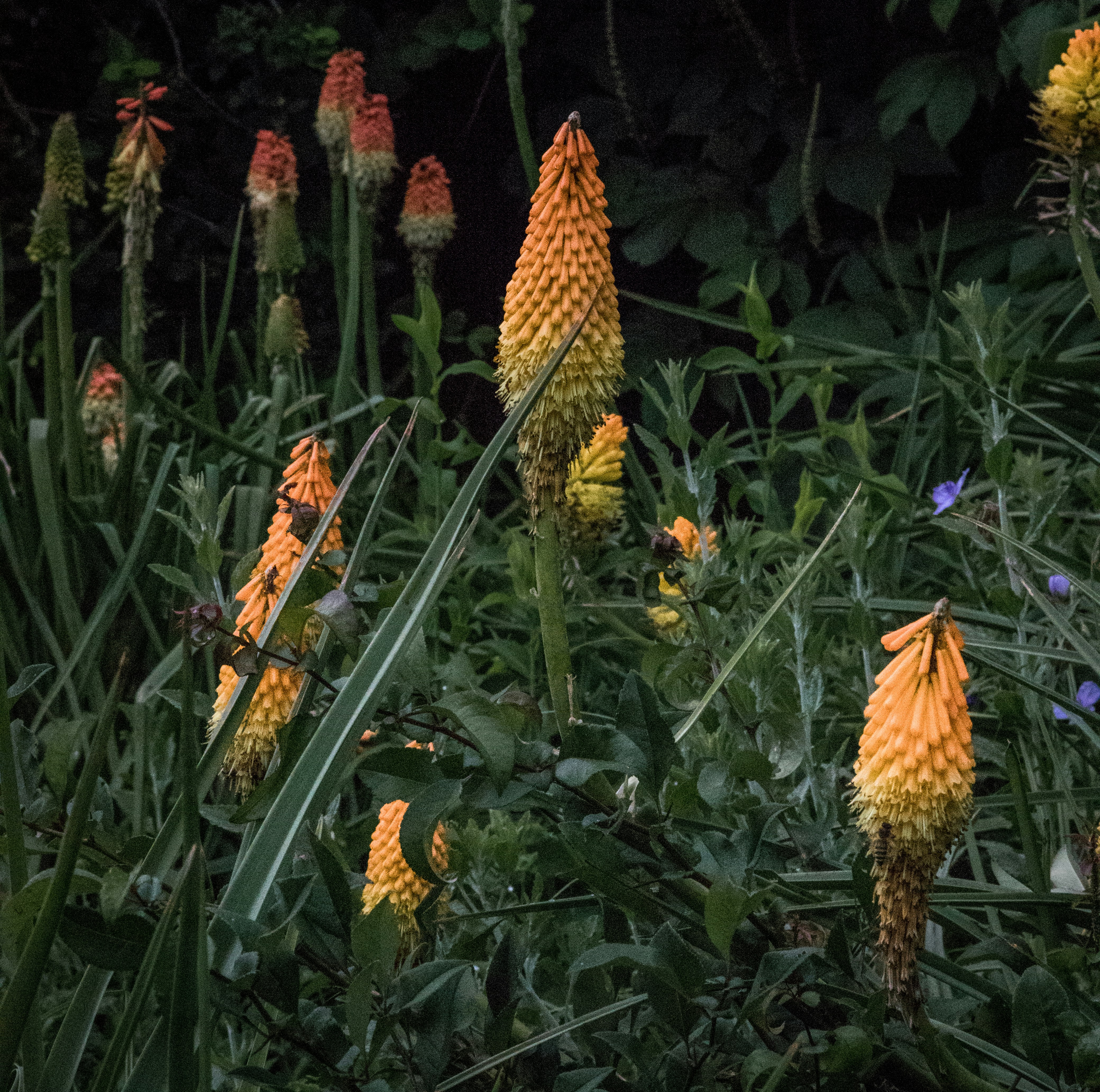 Golden Torch Lillies in Shade