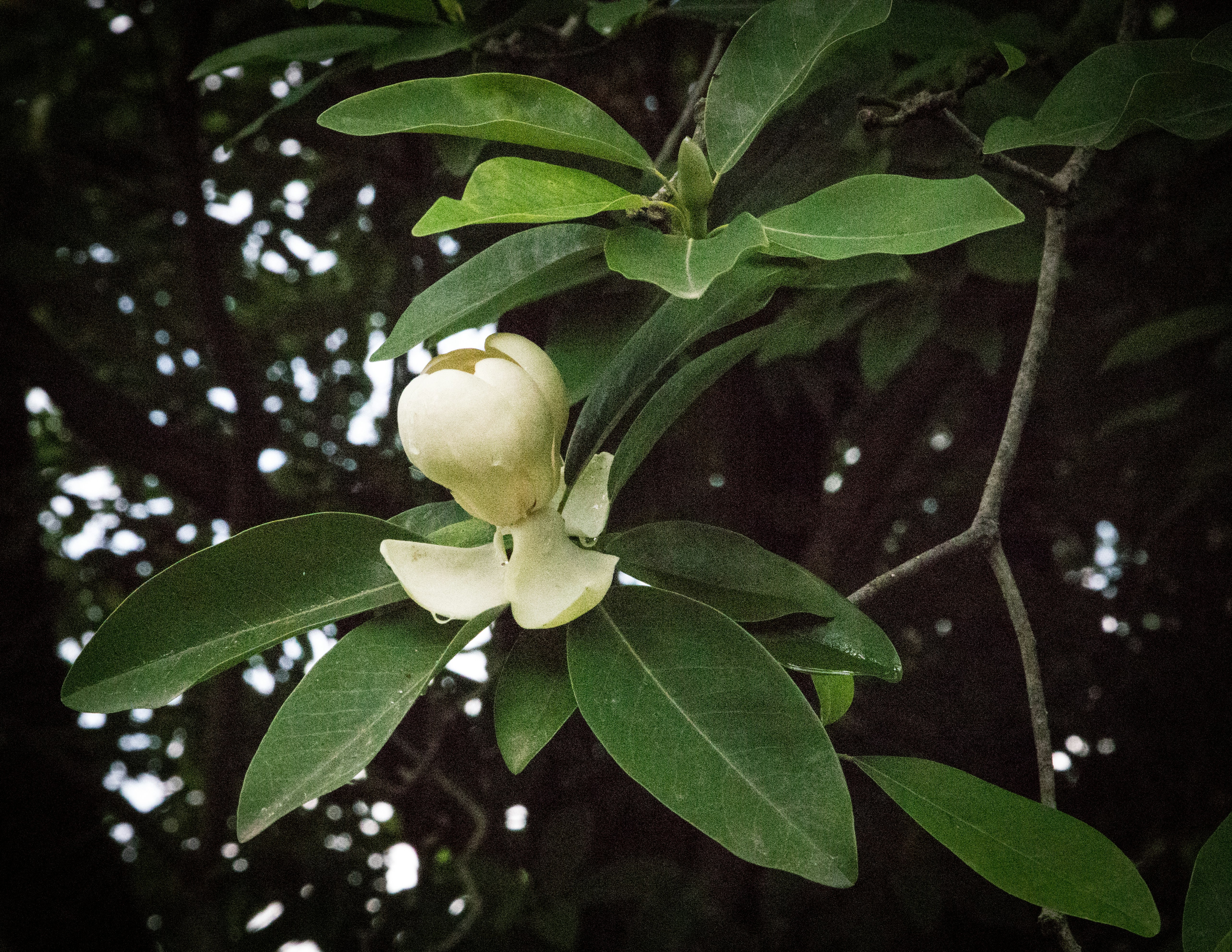 a close up of a flower on a tree