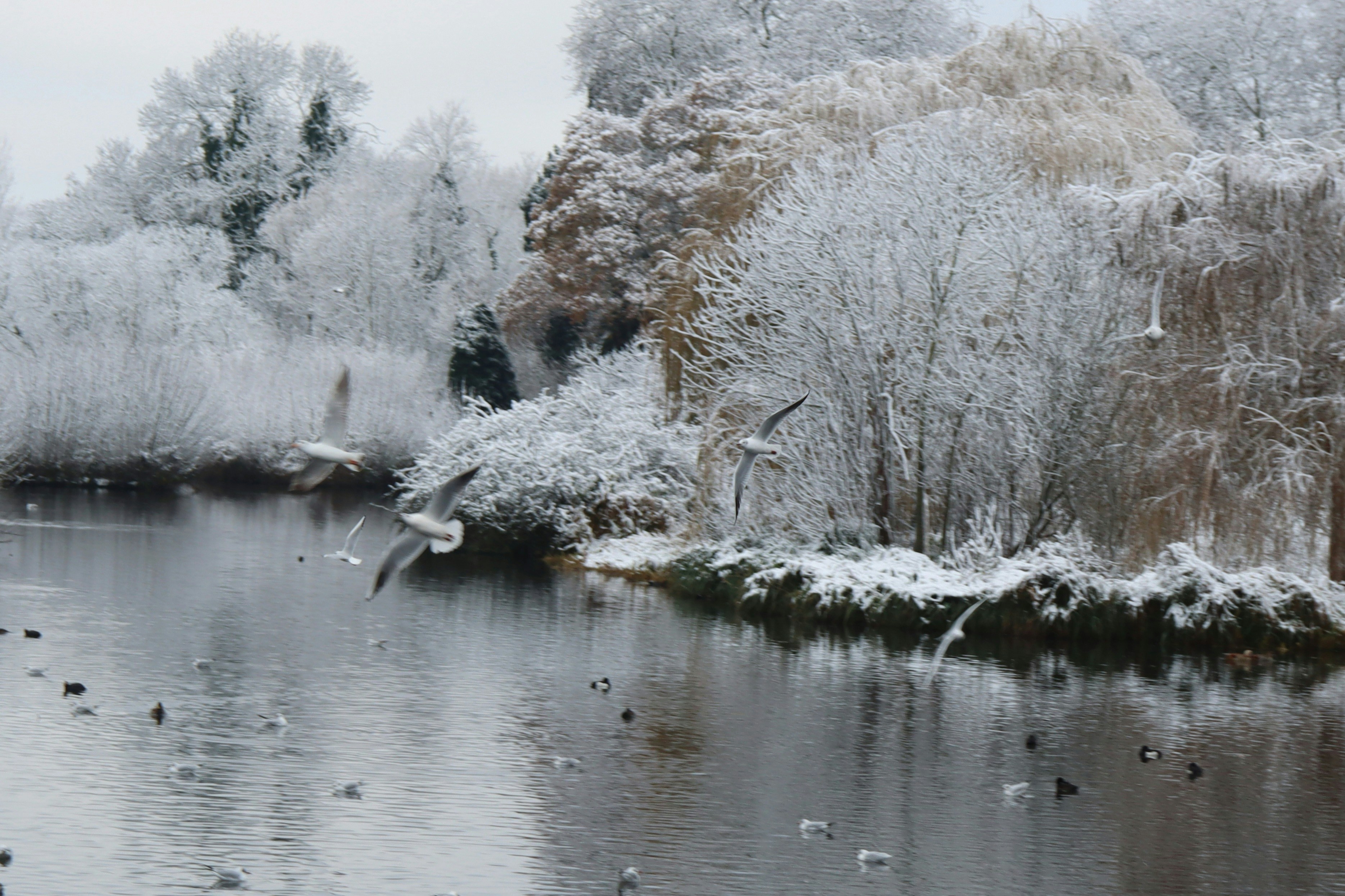 Winged Quiet Over a Frosted Riverside