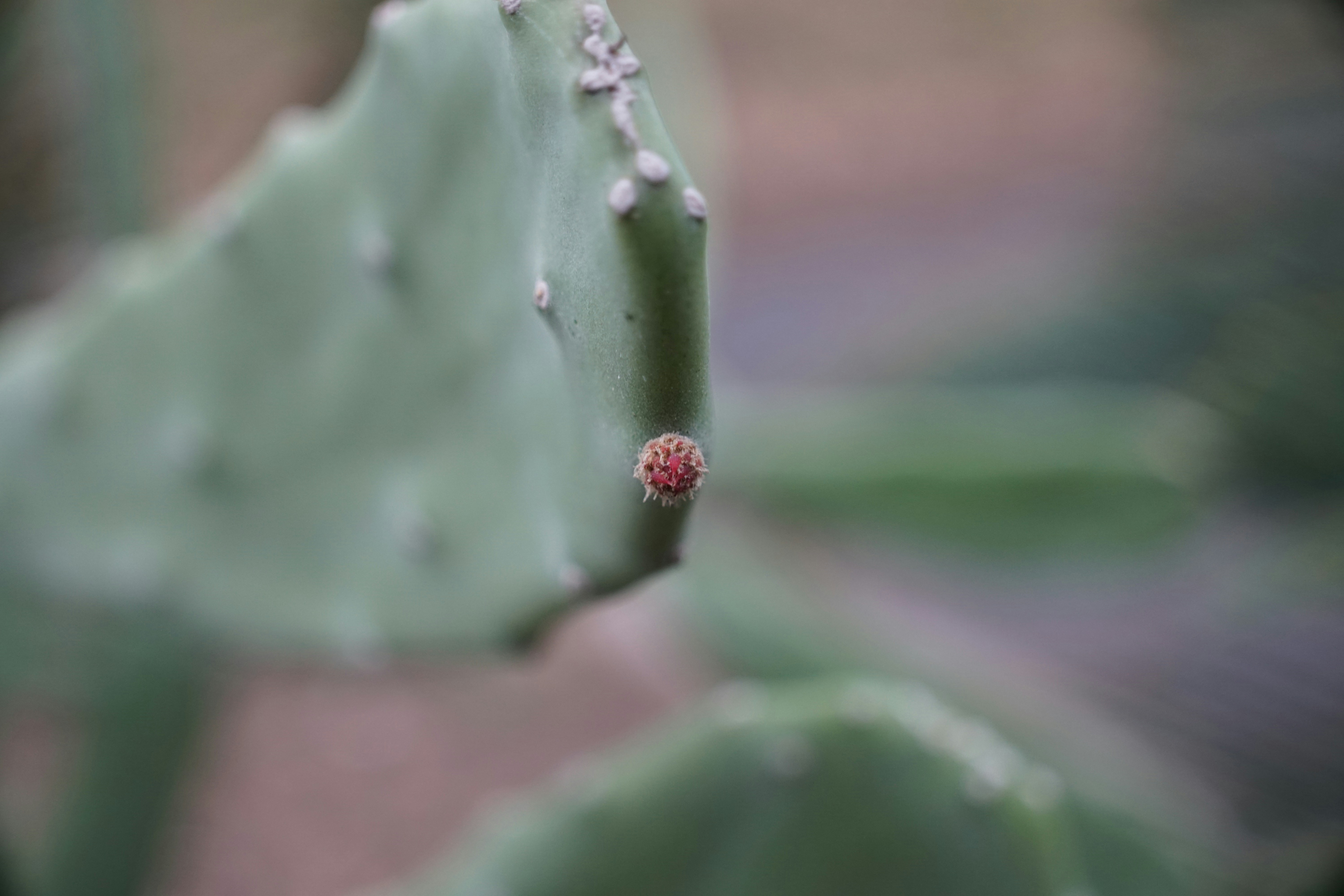 Tiny Red Central Spark on a Spine of Green