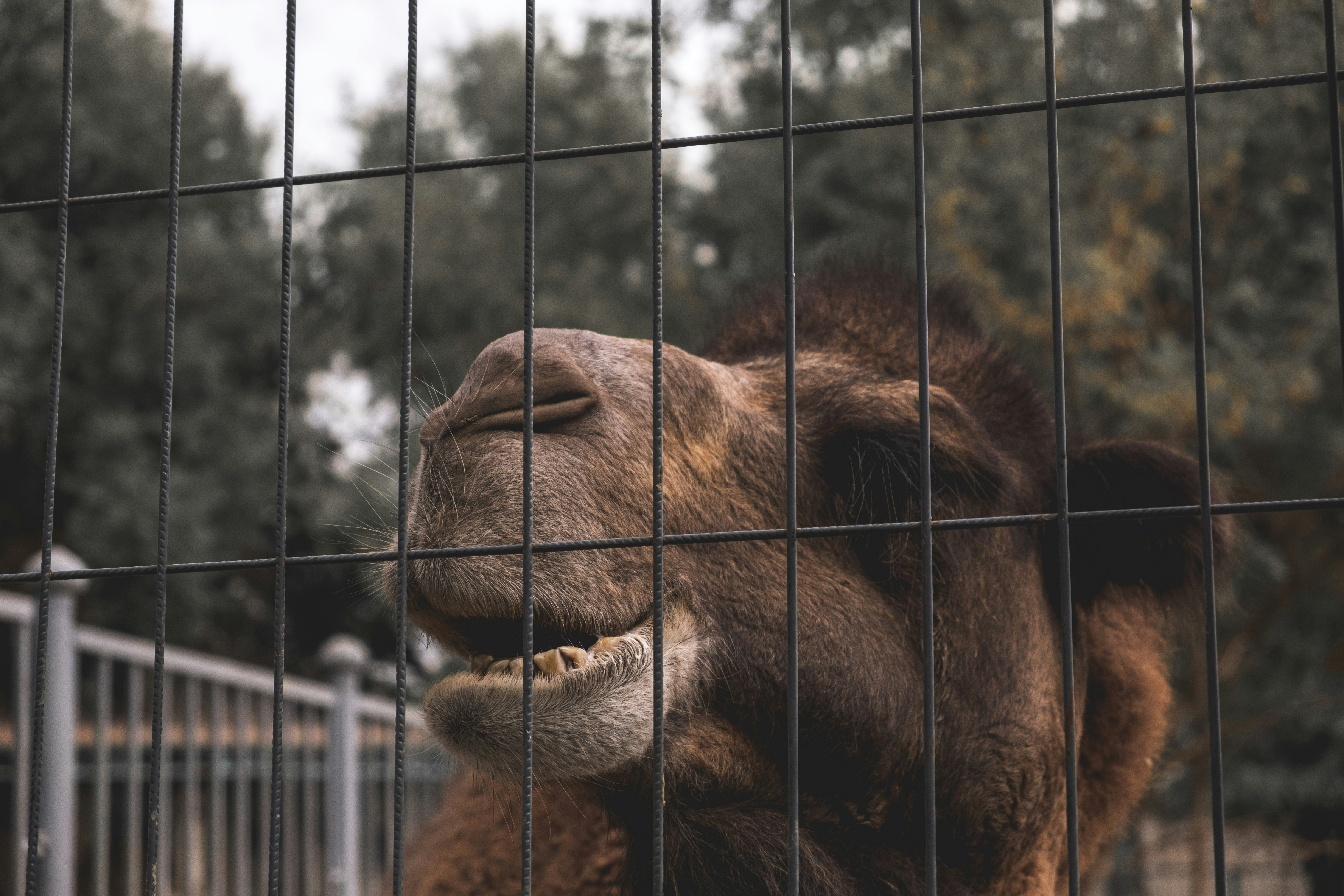 A camel in a cage with its mouth open photo – Free Ташкентский зоопарк ...