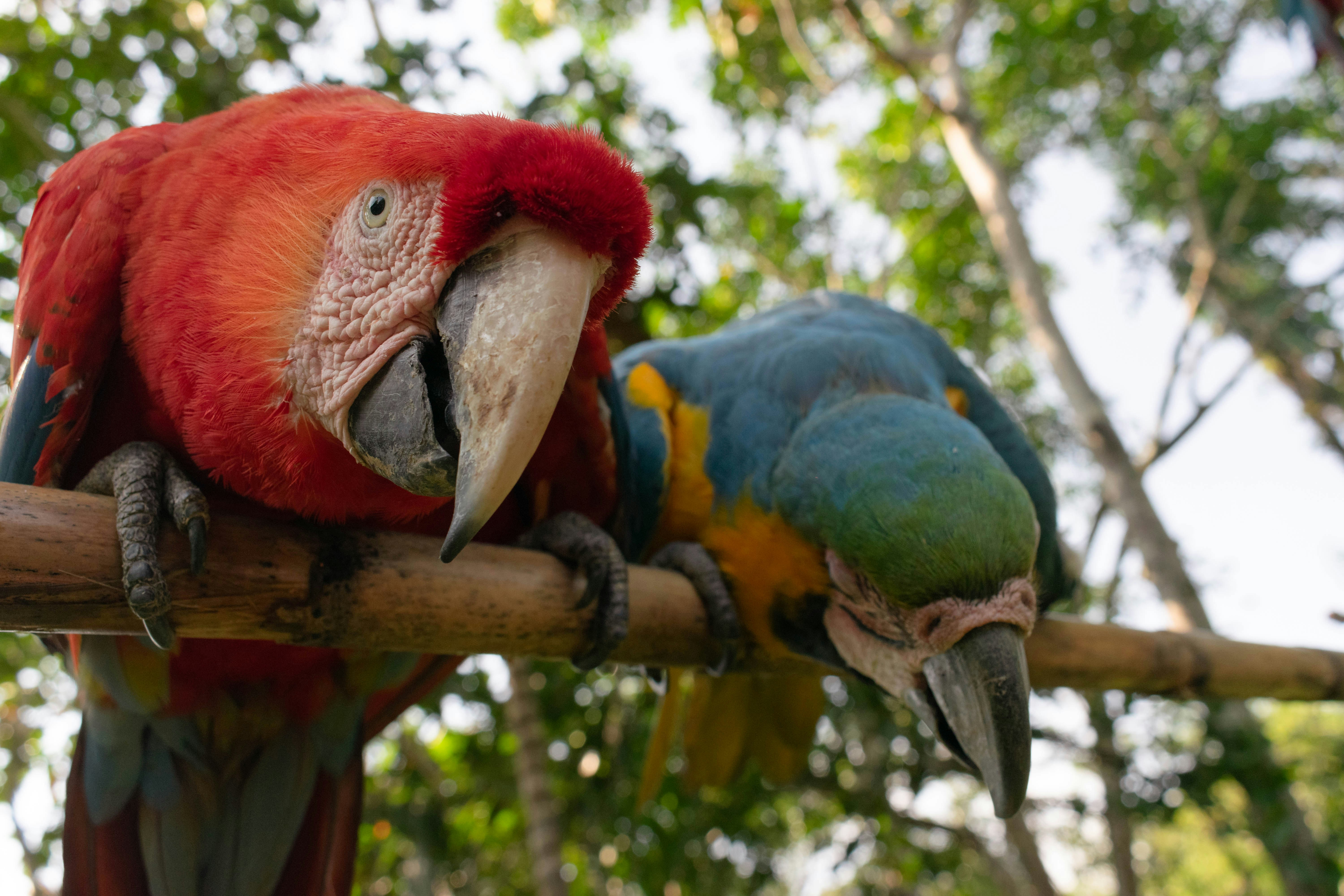 Two colorful parrots perched on a branch amidst lush greenery.