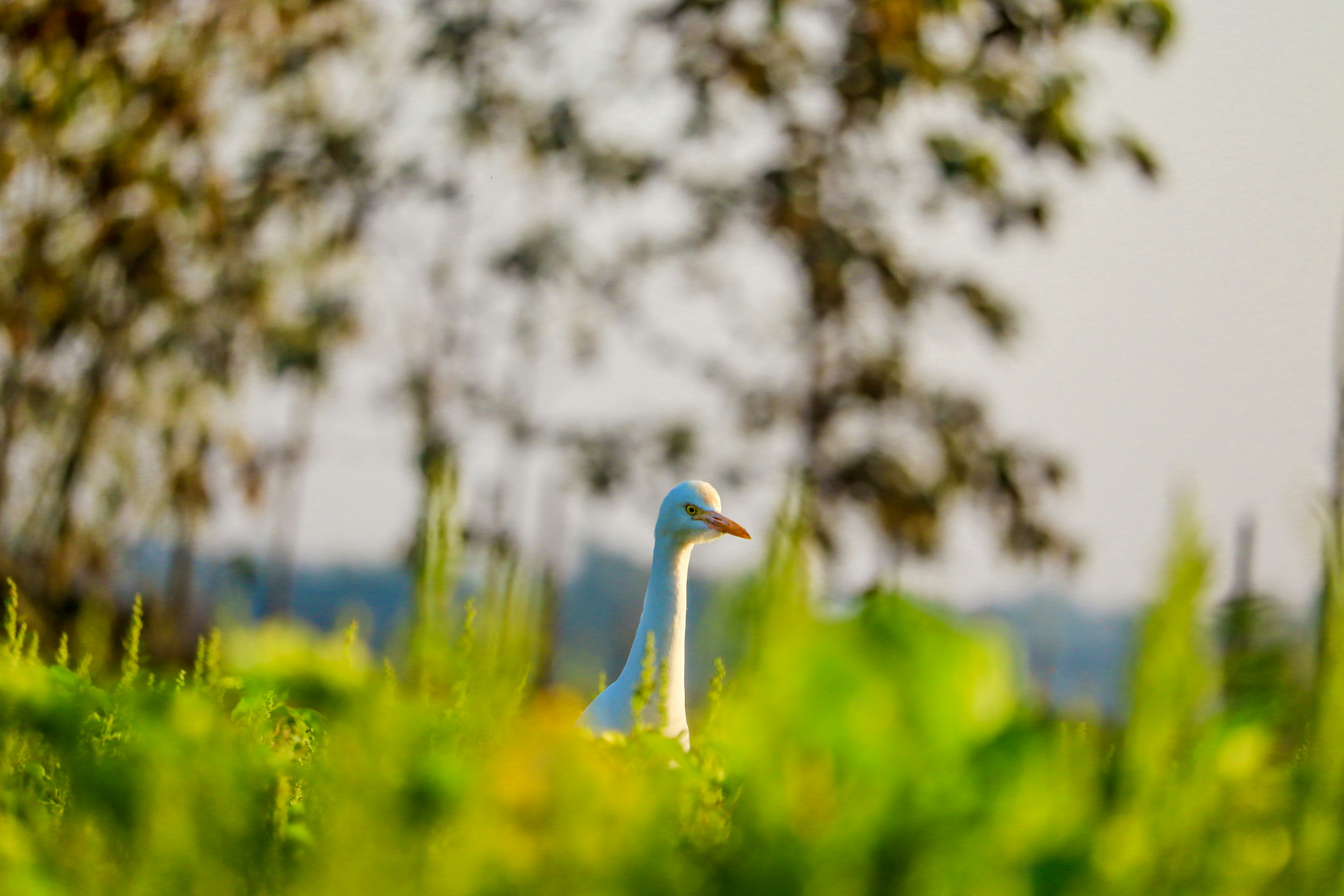 Azure-Headed Wading Bird Amid Emerald Blades