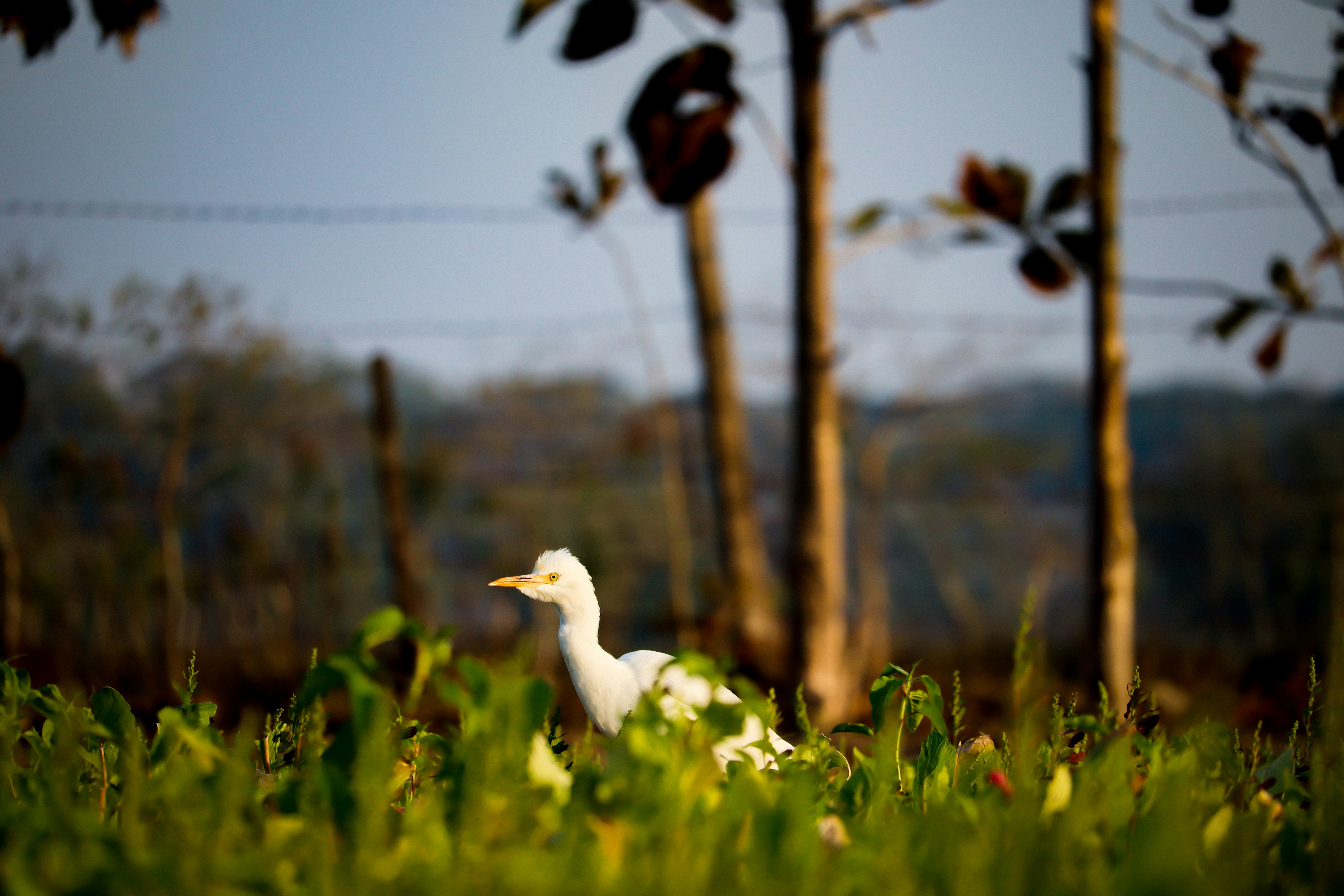 Cattle Egret Photography with ( dslr )