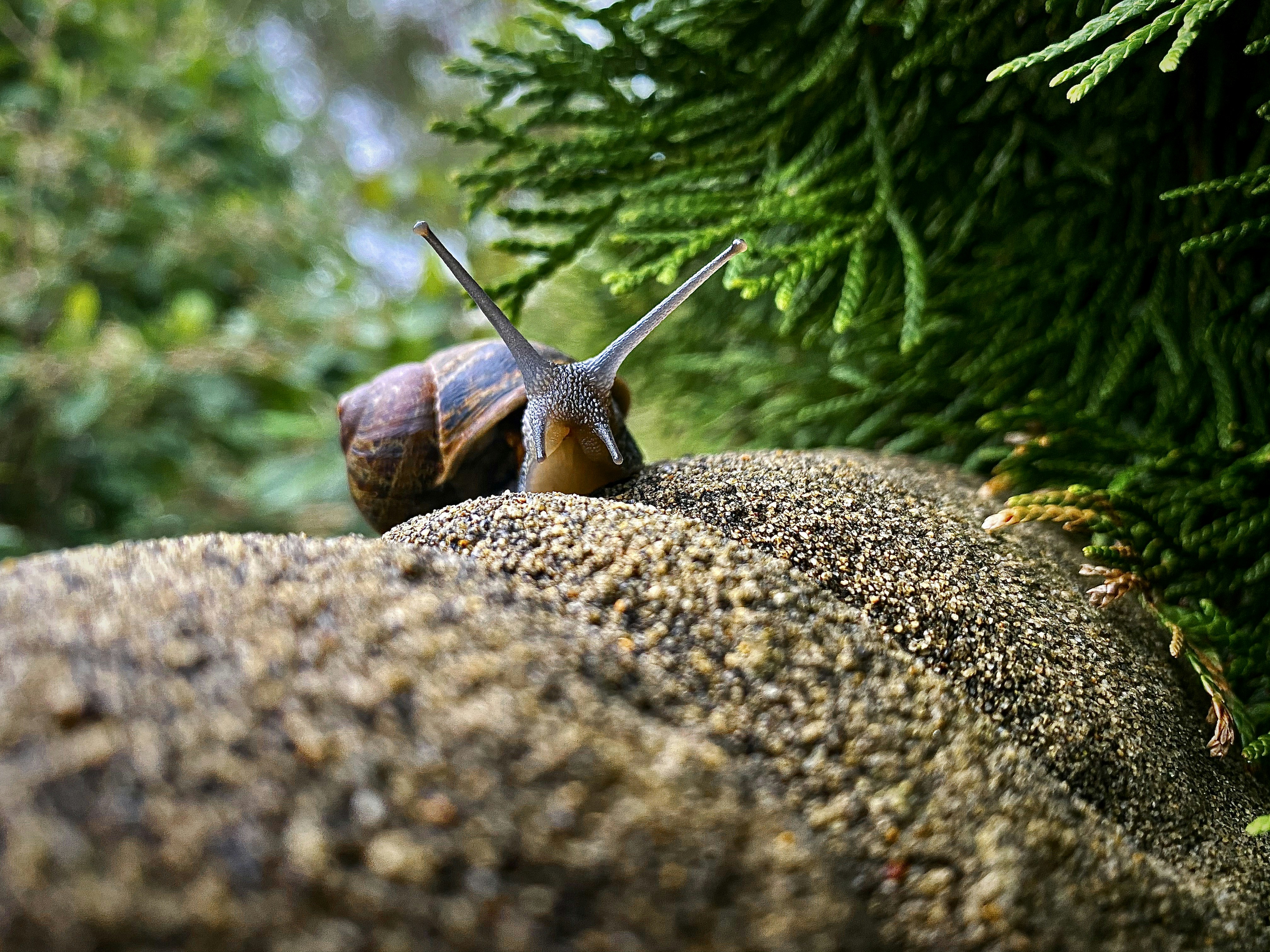 Slow Climb on a Sunlit Pebble Ridge