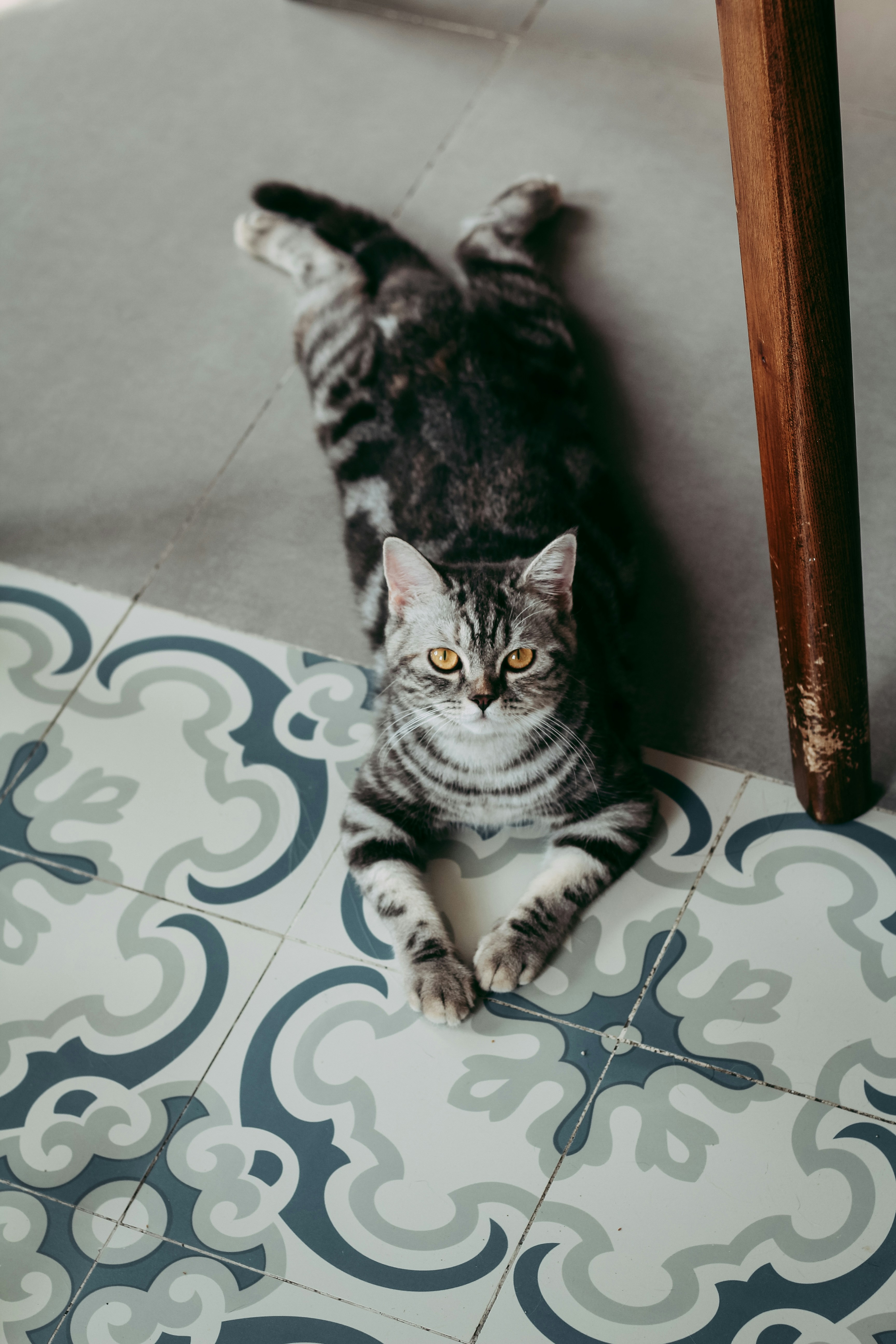 Curious Feline on a Patterned Tile Stage