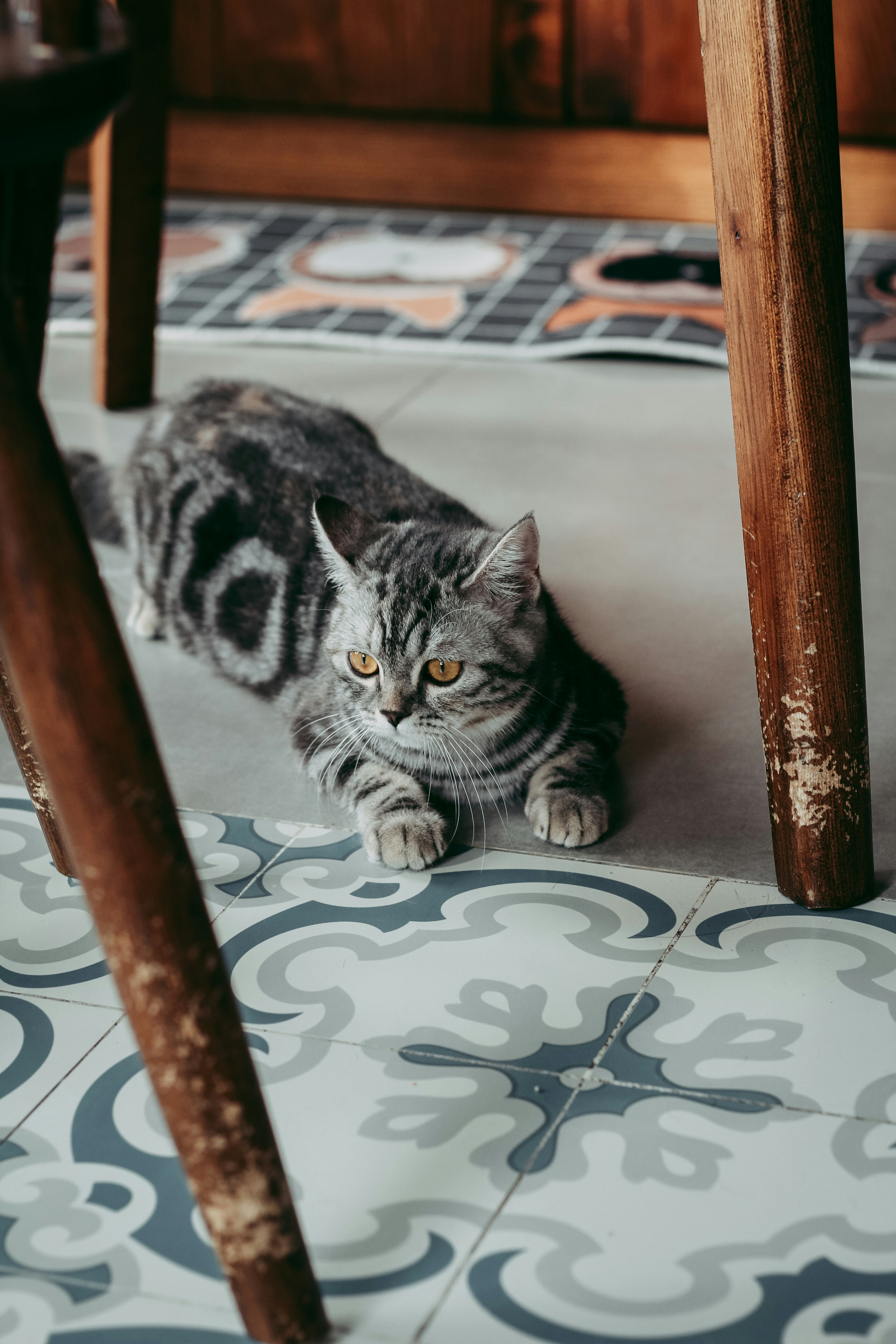 Cozy Stare: Cat Lying Beneath Rustic Chair Legs
