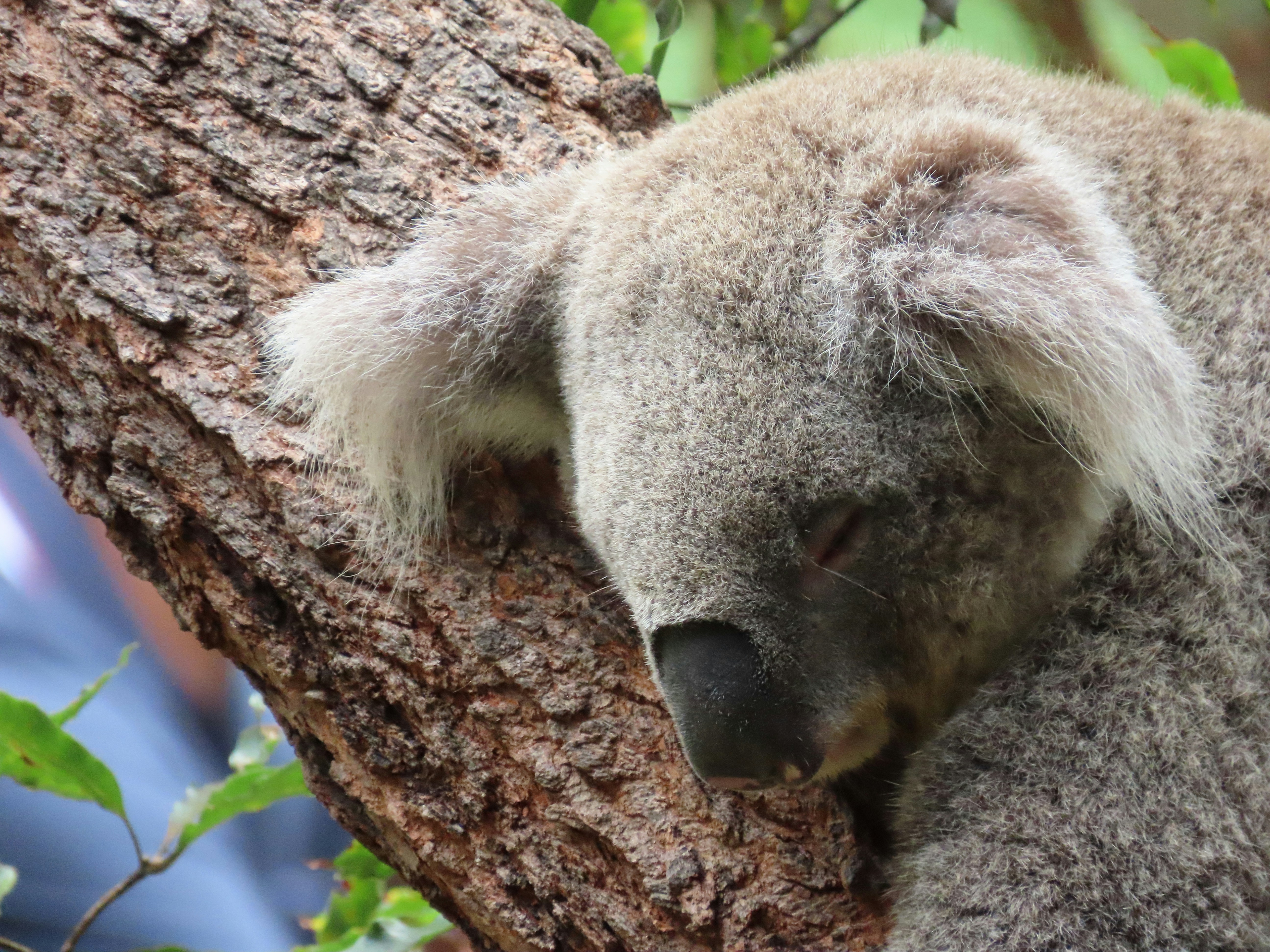 Close-up of a sleepy koala resting against a rough tree trunk in a eucalyptus, its soft gray fur contrasting with textured bark.
