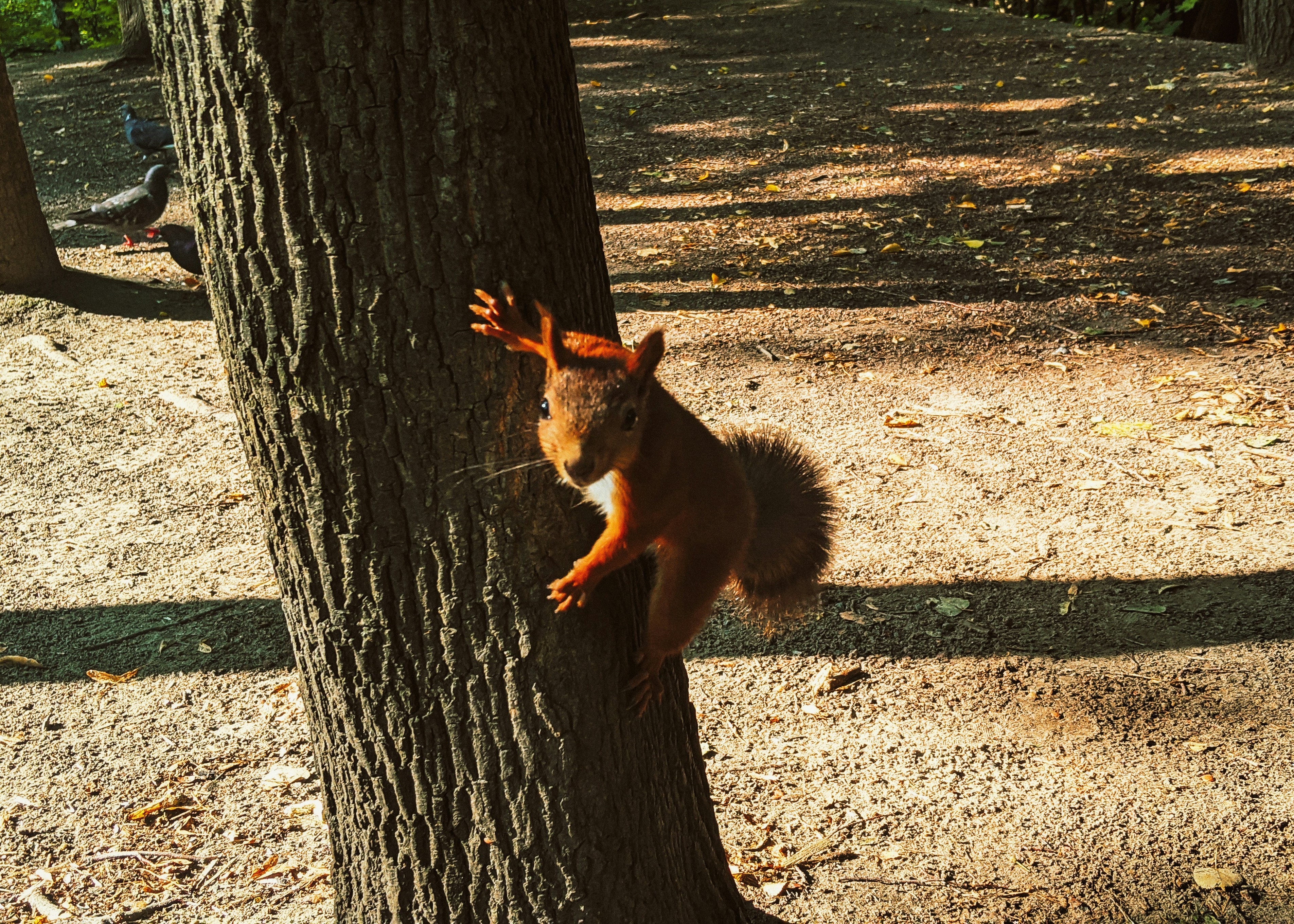 a squirrel climbing up the side of a tree