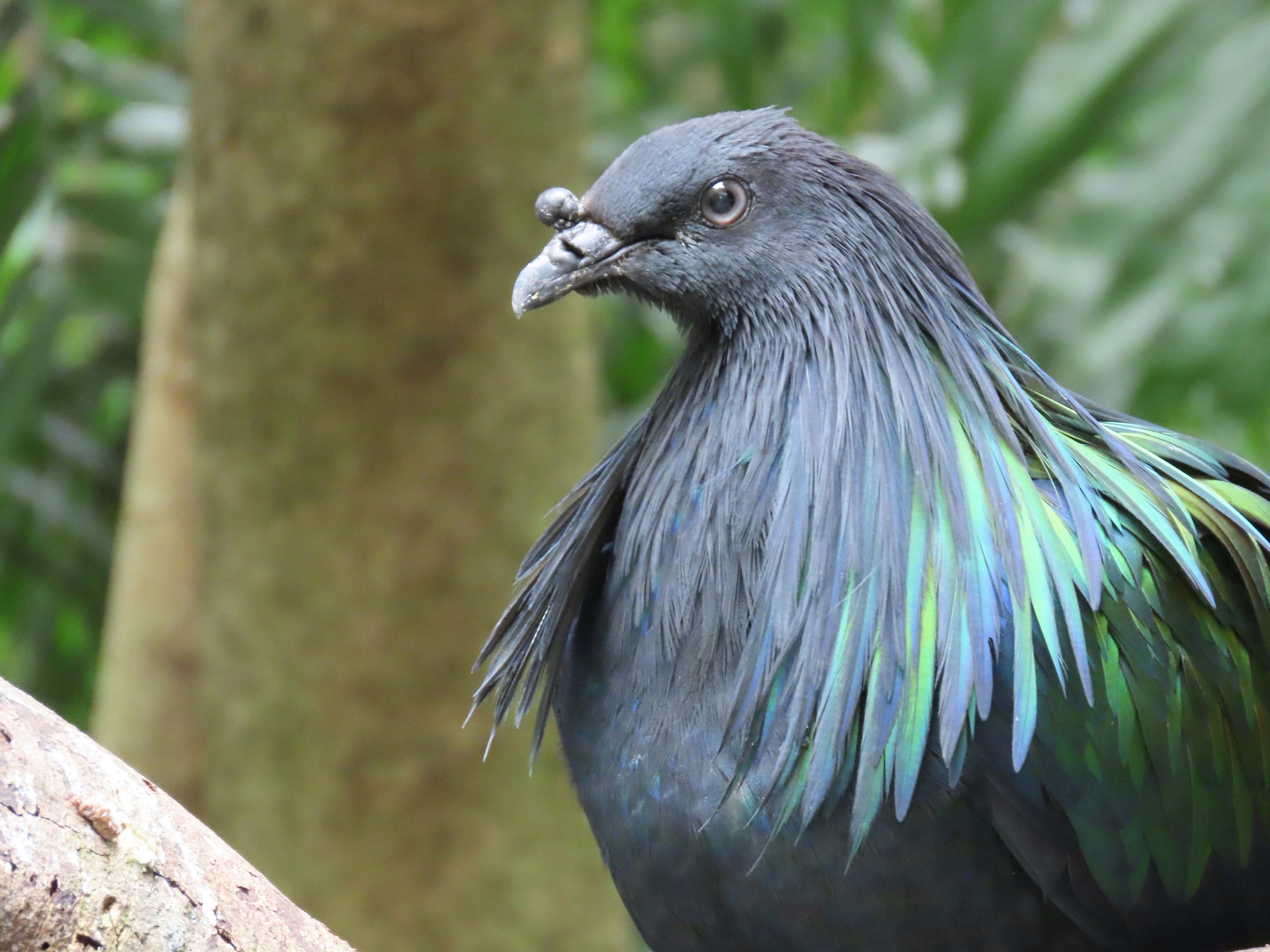 The Real (And Insane) Story Of The Dodo