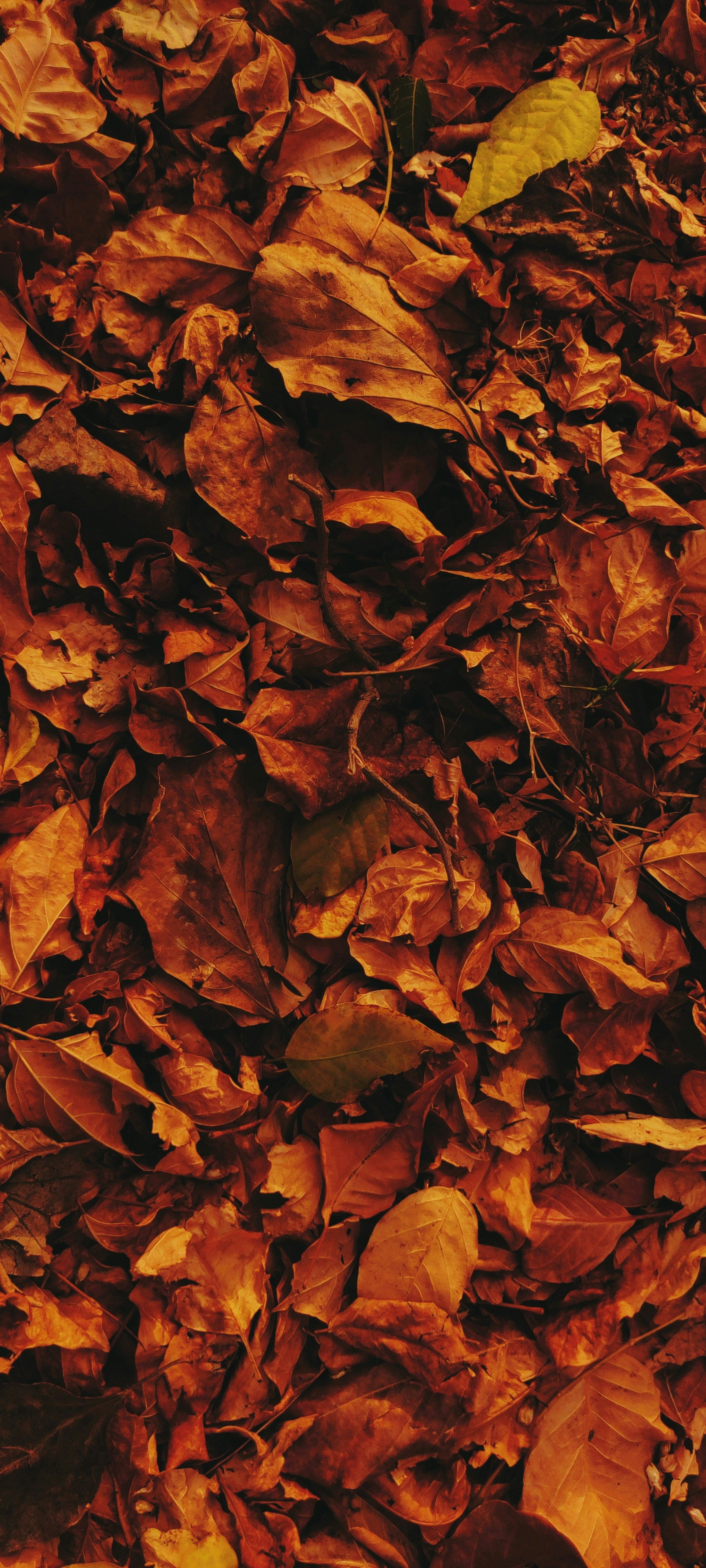A dense carpet of autumn leaves in various shades of orange and brown, interspersed with a few green leaves. The scene evokes the essence of fall.