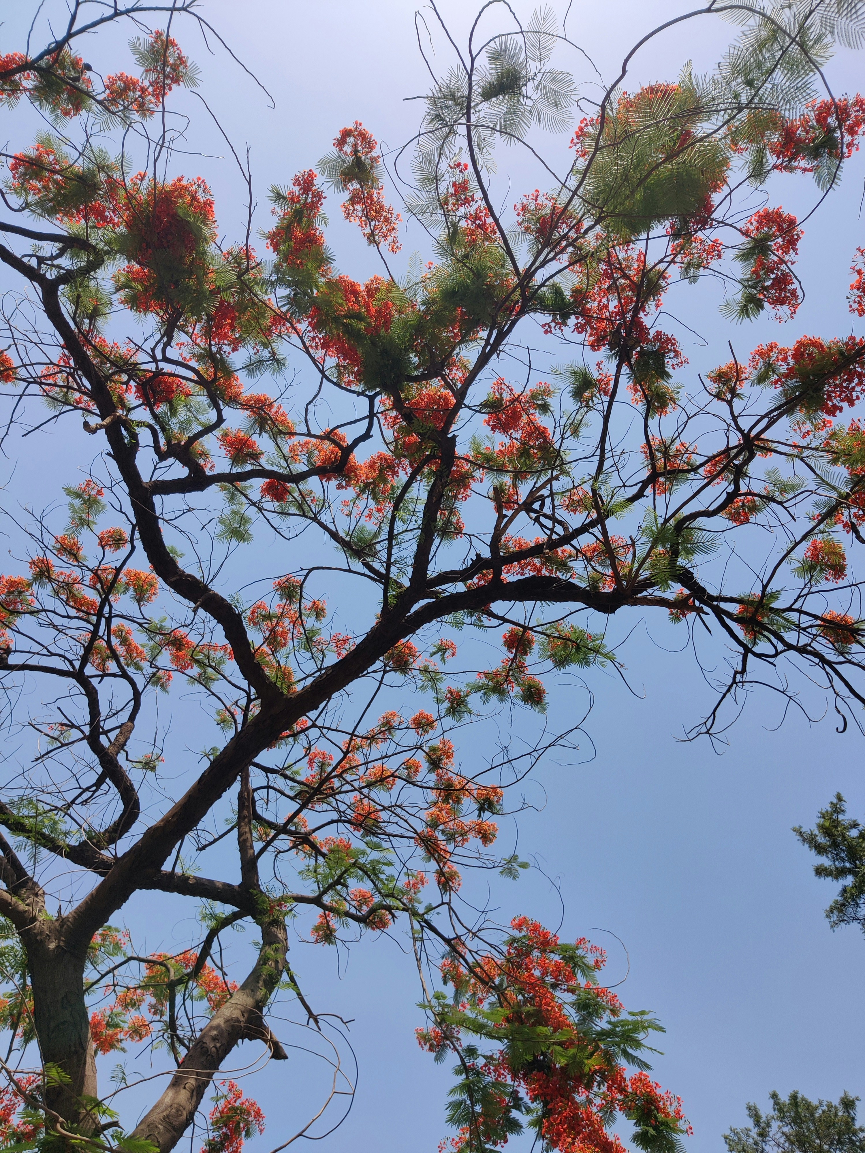 Photo by Naman Sharma with OnePlus 8