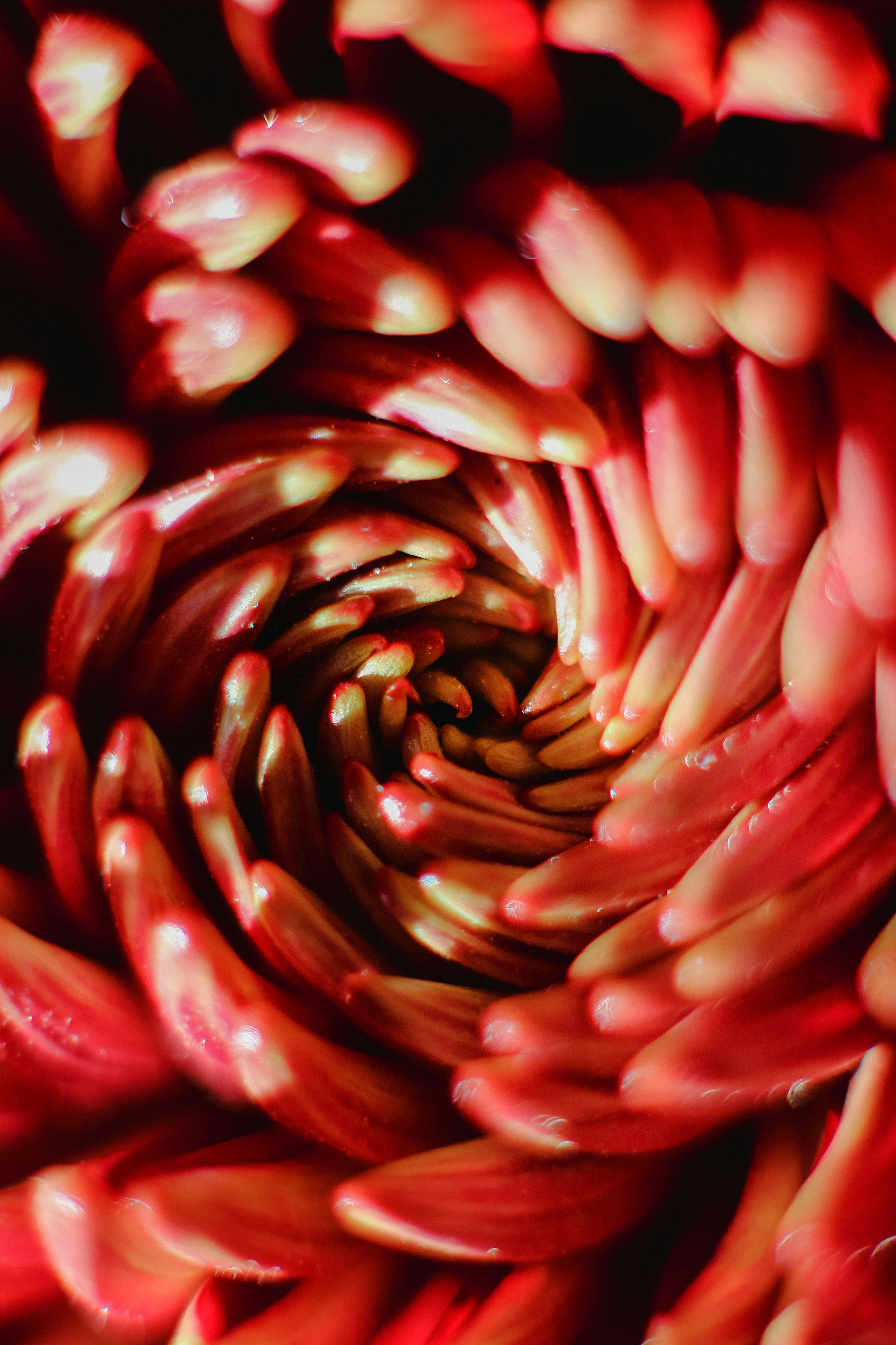 a close up view of a red flower